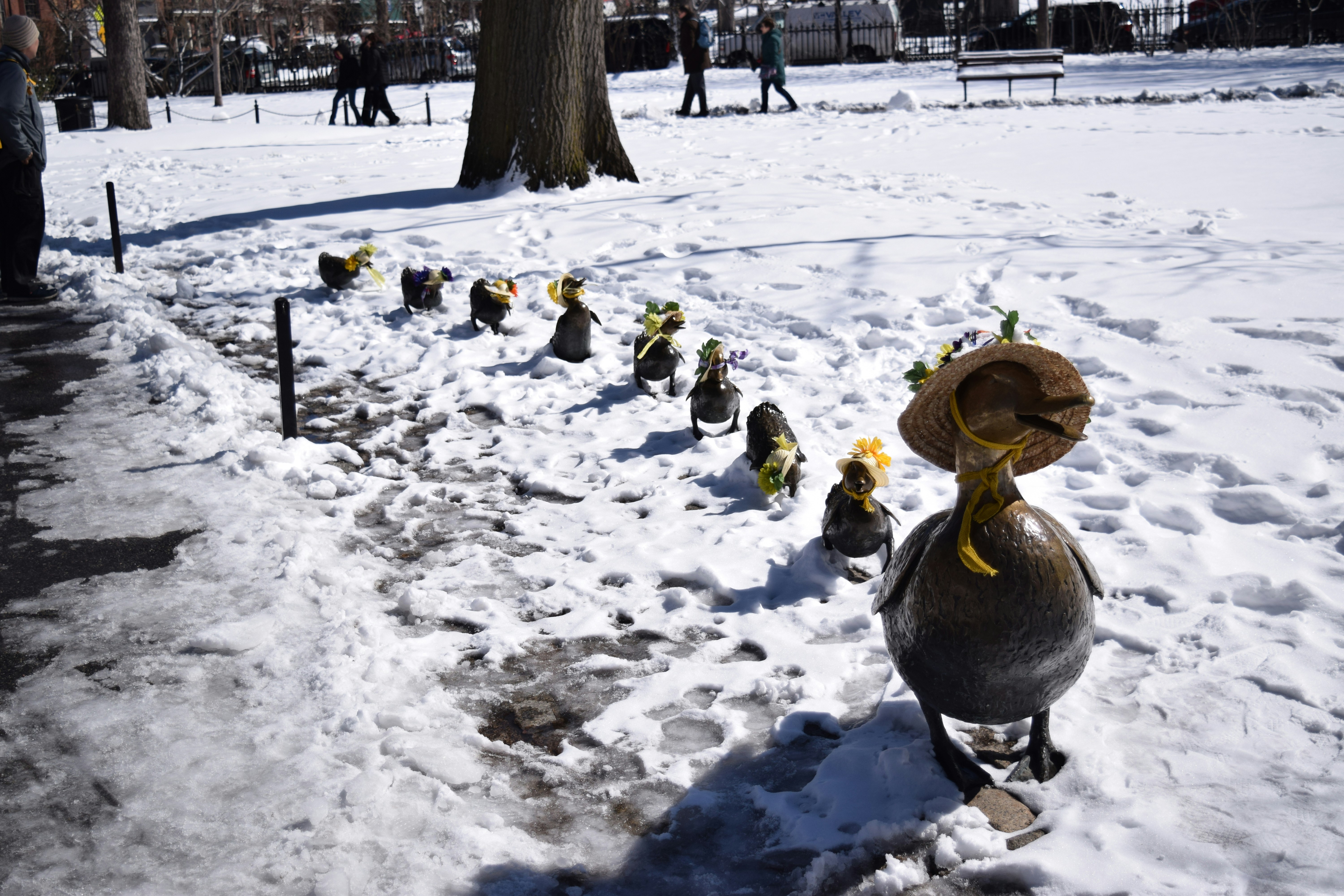 A bunch of ducks that are standing in the snow photo – Free Boston ...
