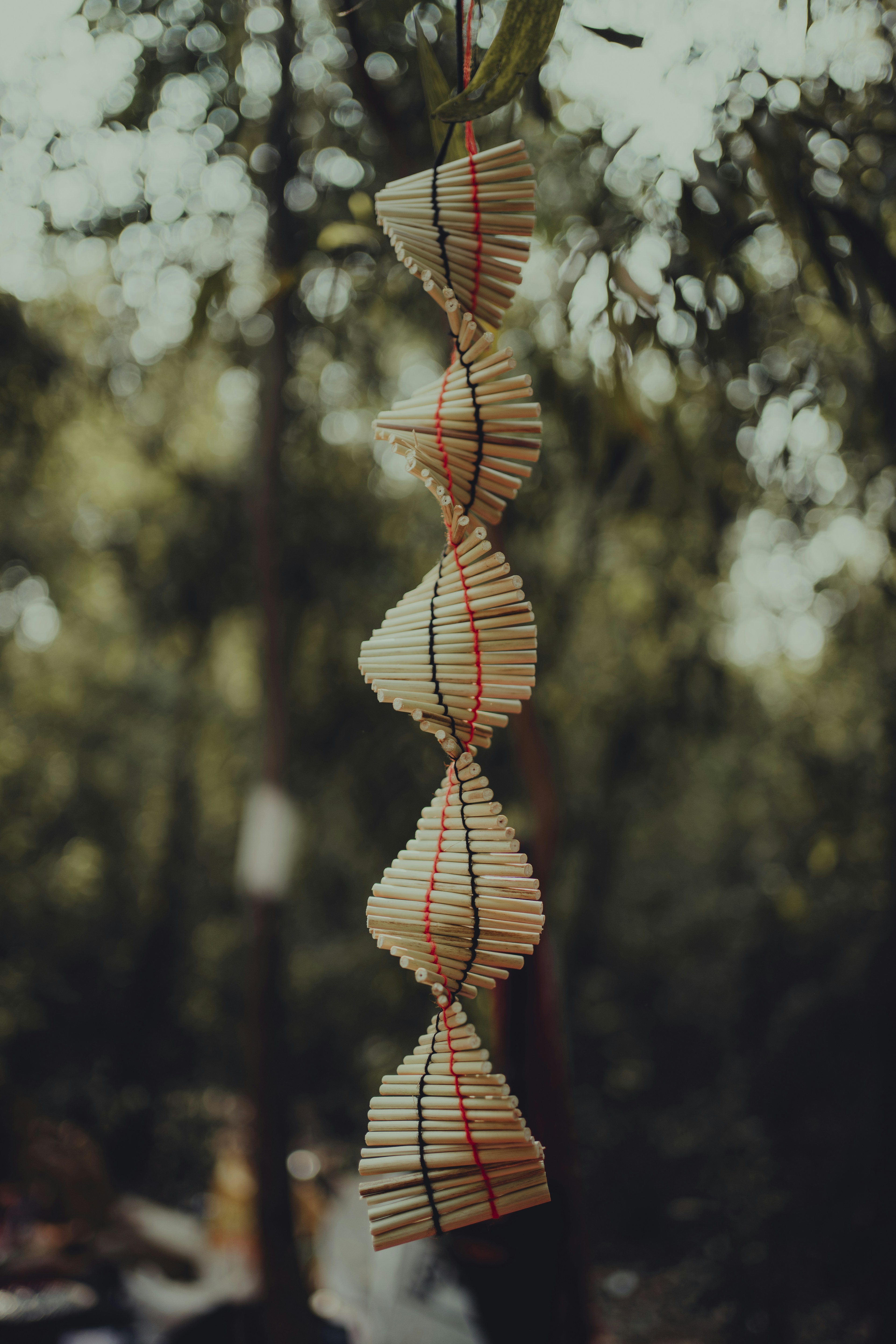 A string of books hanging from a tree photo – Free Vegetation Image on ...