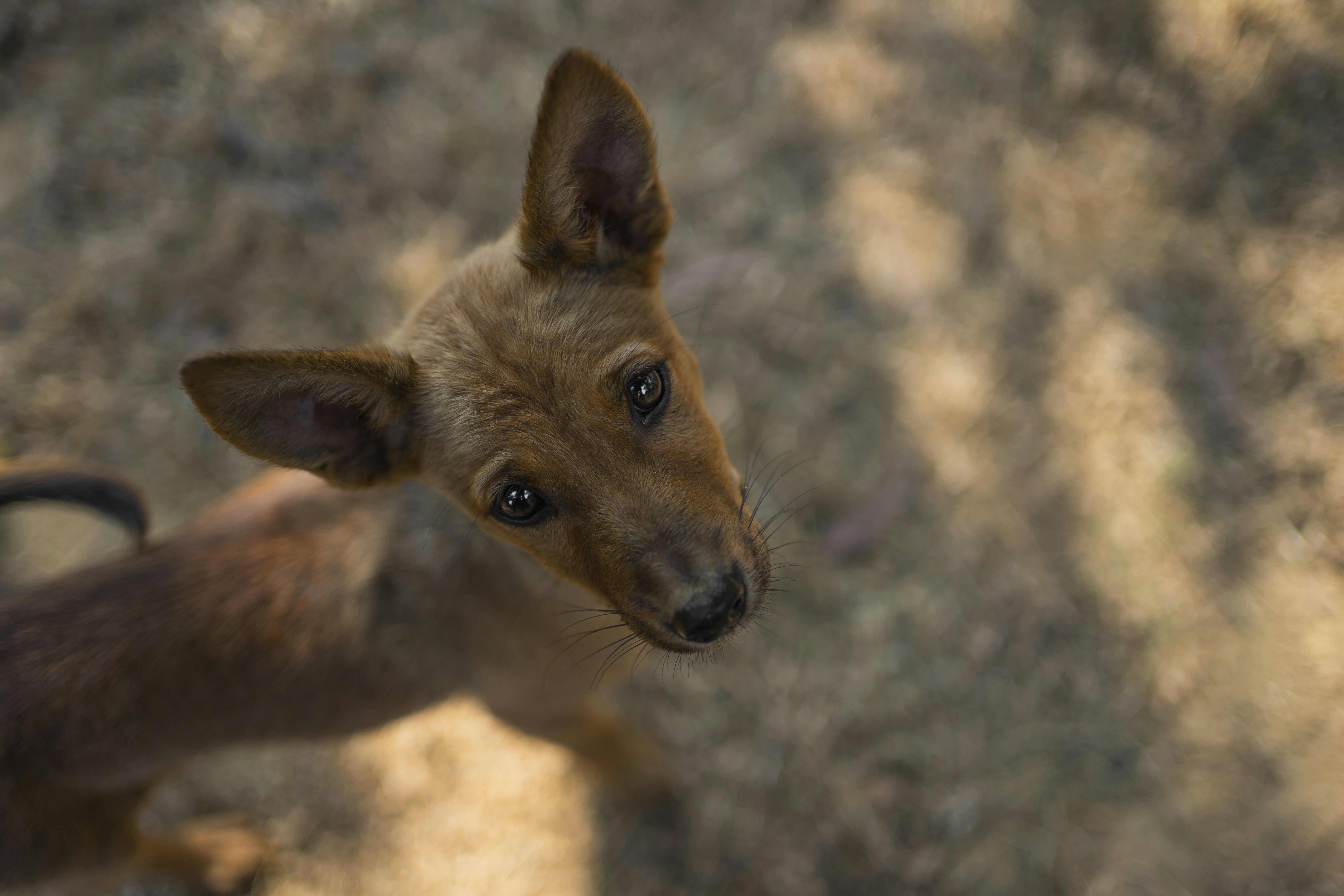 Foto zum Thema Ein kleiner brauner Hund steht auf einem grasbedeckten ...