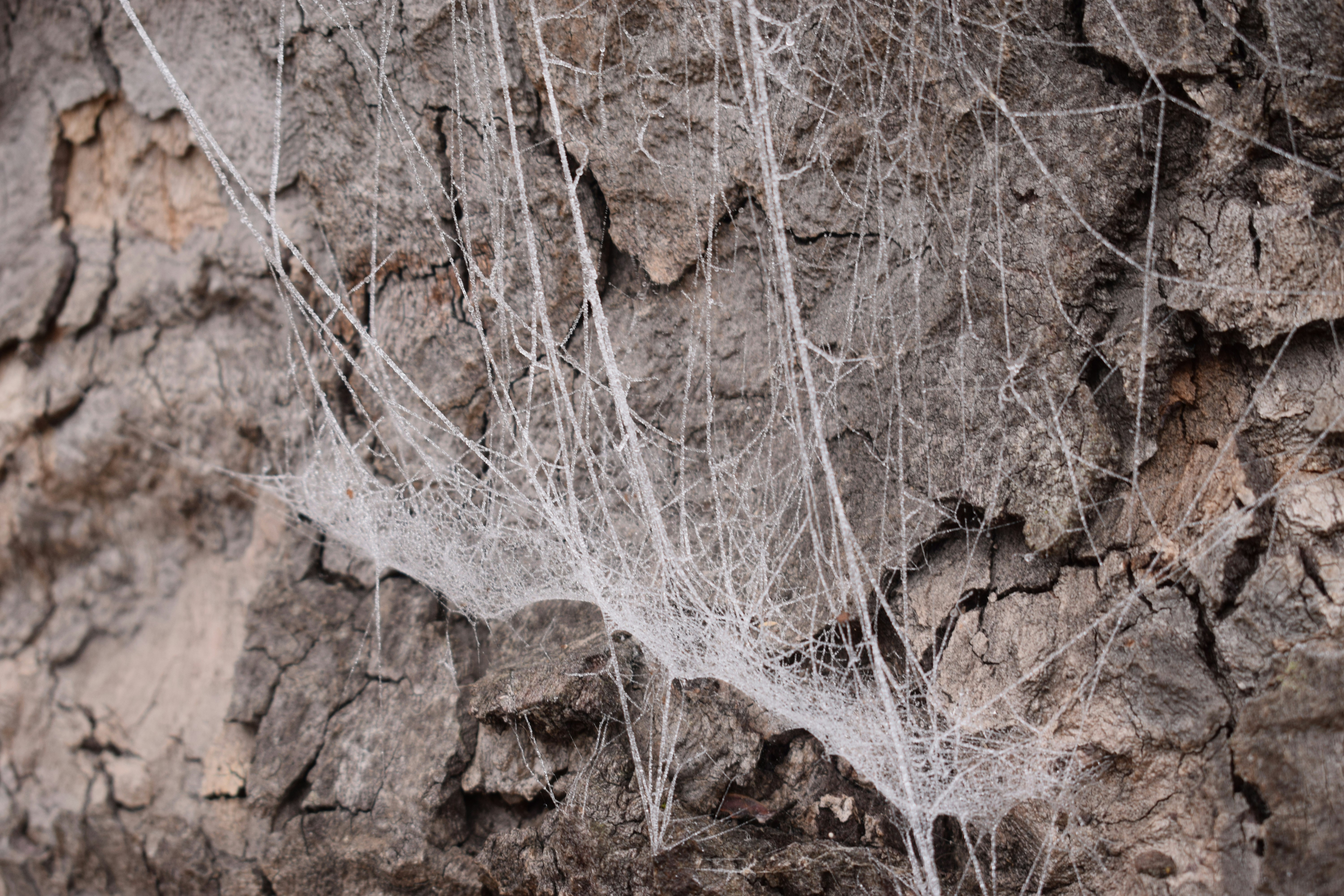 A close up of a tree with a spider web on it photo – Free Spider web ...