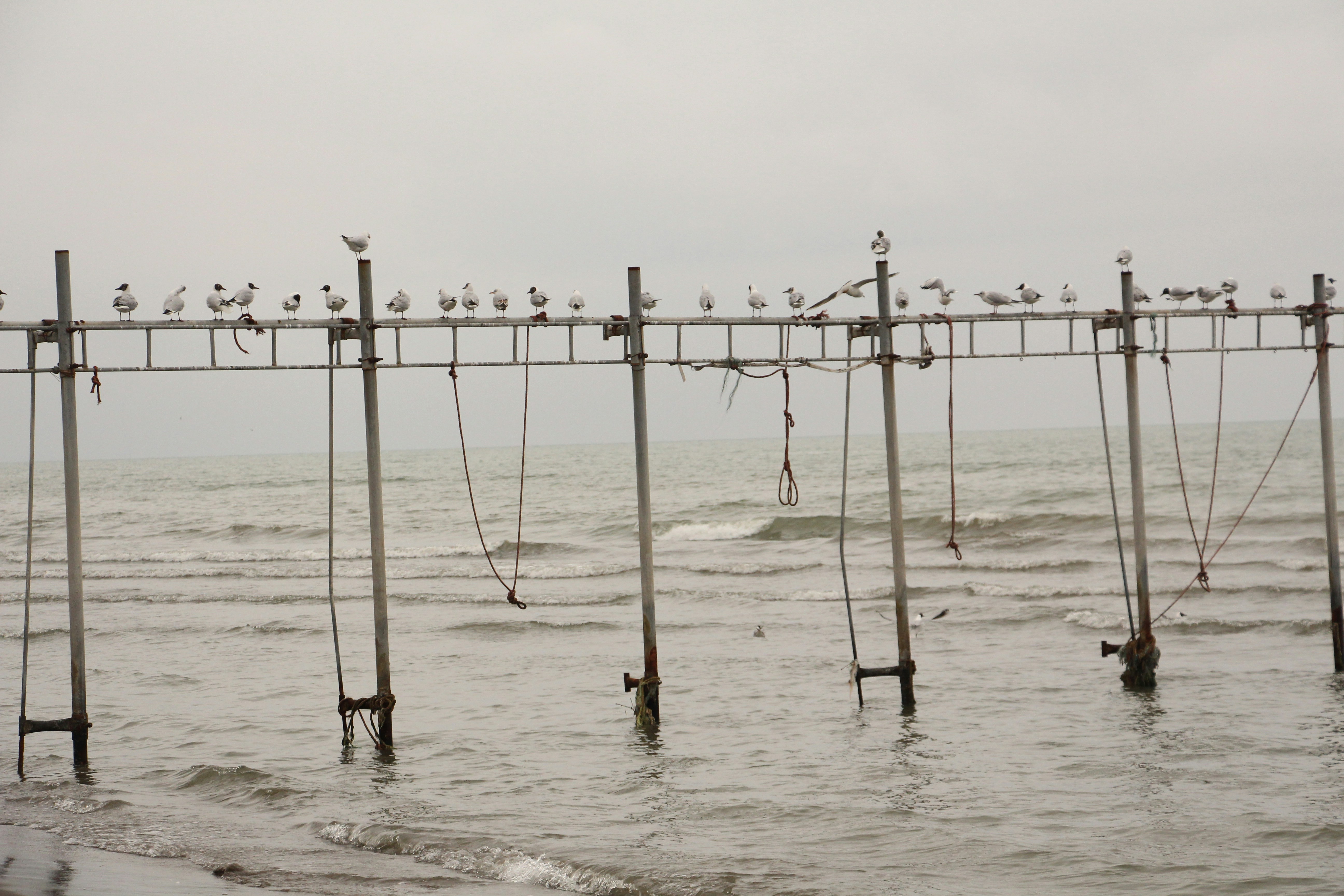 Line of Seabirds on a Quiet Jetty