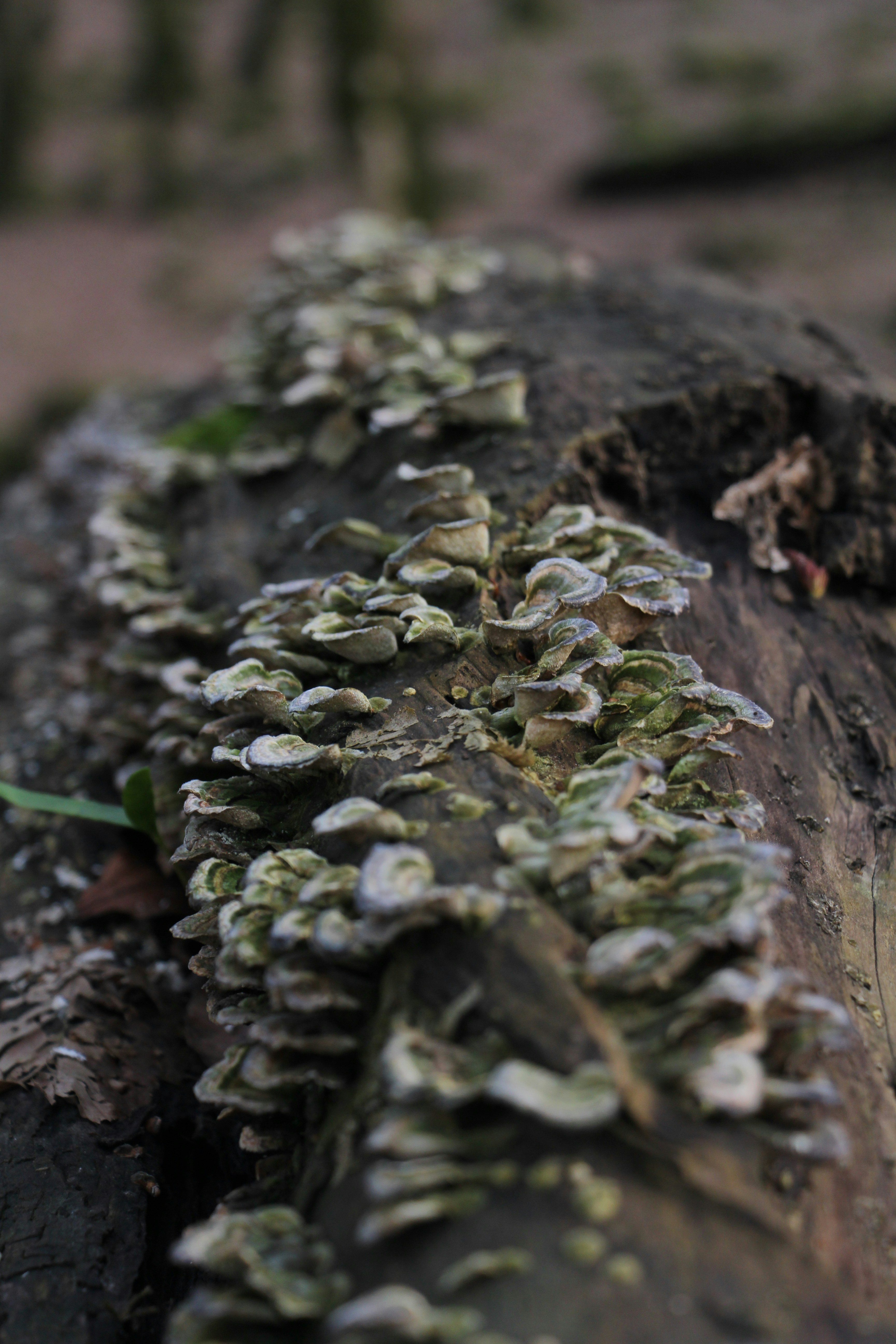 A close up of a tree trunk with moss growing on it photo – Free Salman ...