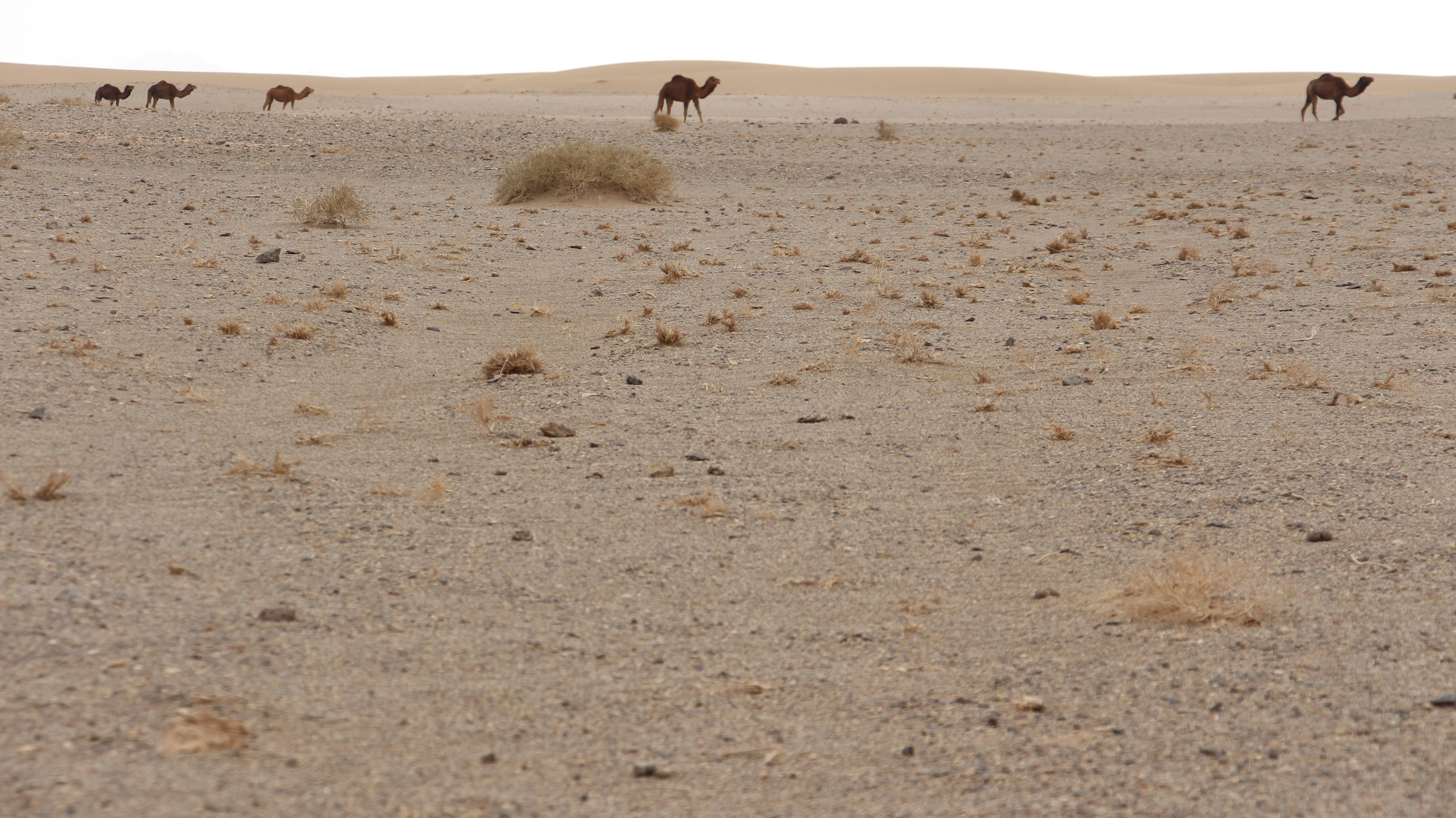 a group of camels walking across a desert