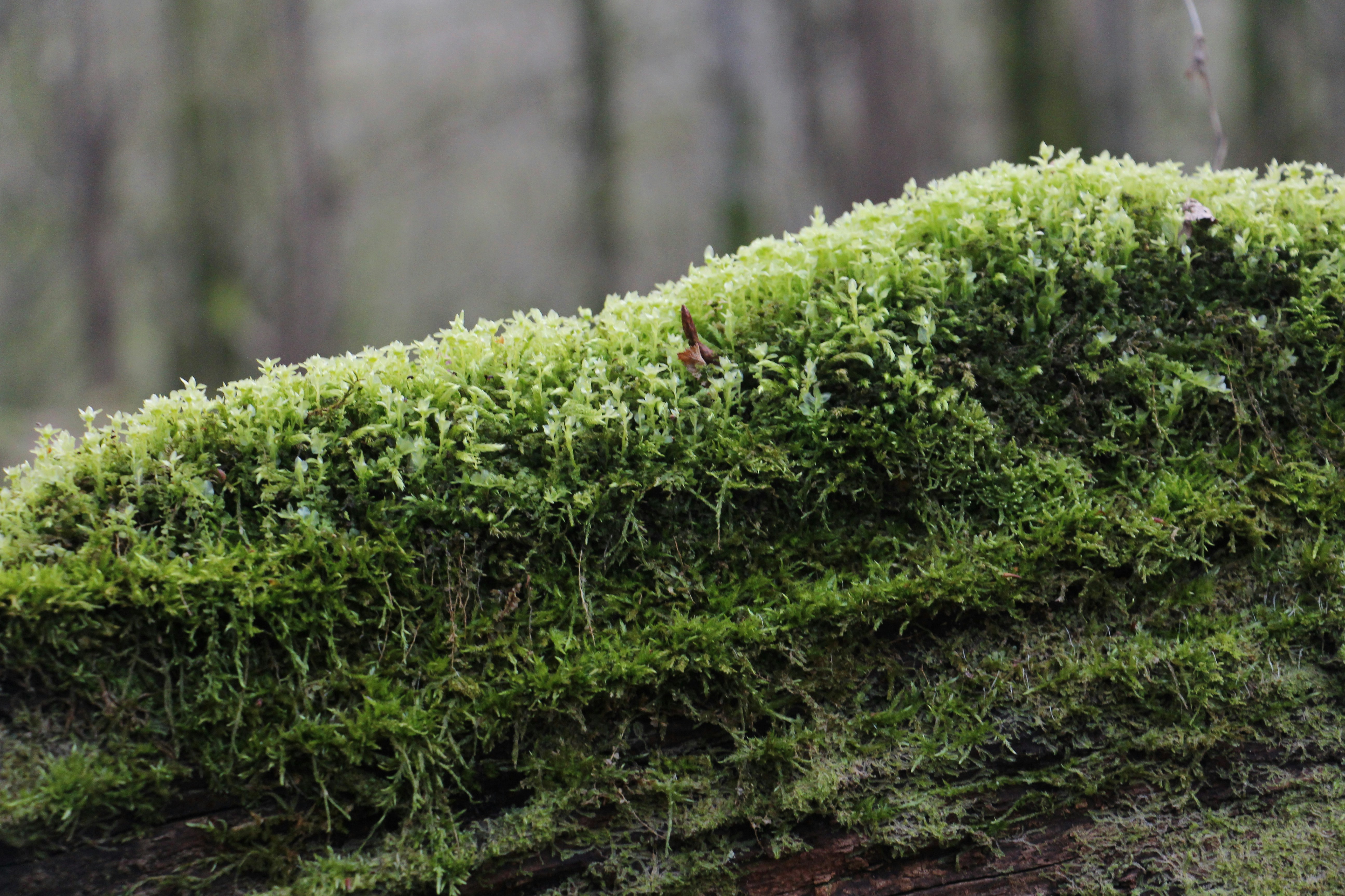 A moss covered log in the woods photo – Free Salman shahr Image on Unsplash
