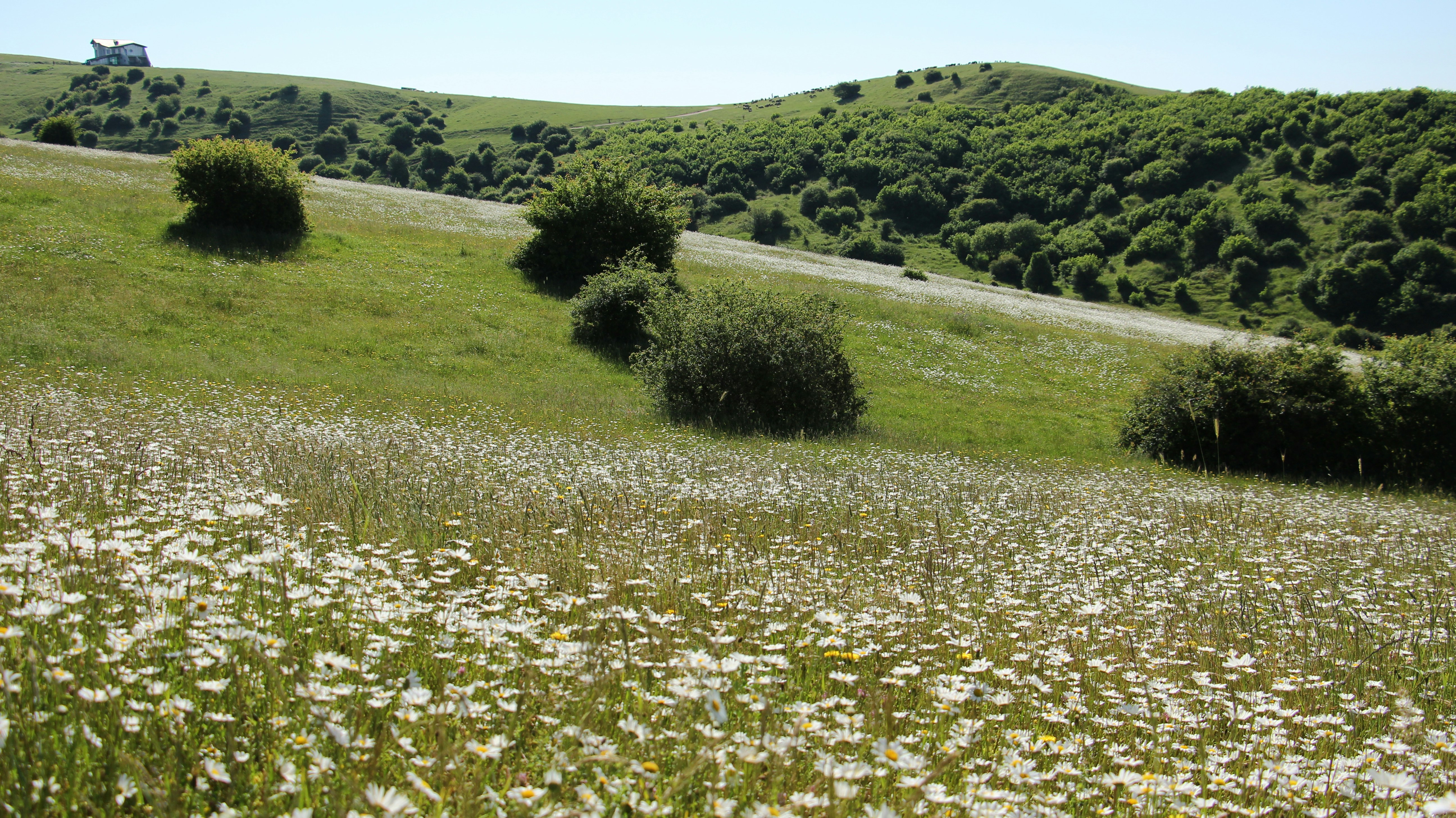 White wildflowers blanket a lush green hillside under a clear blue sky.