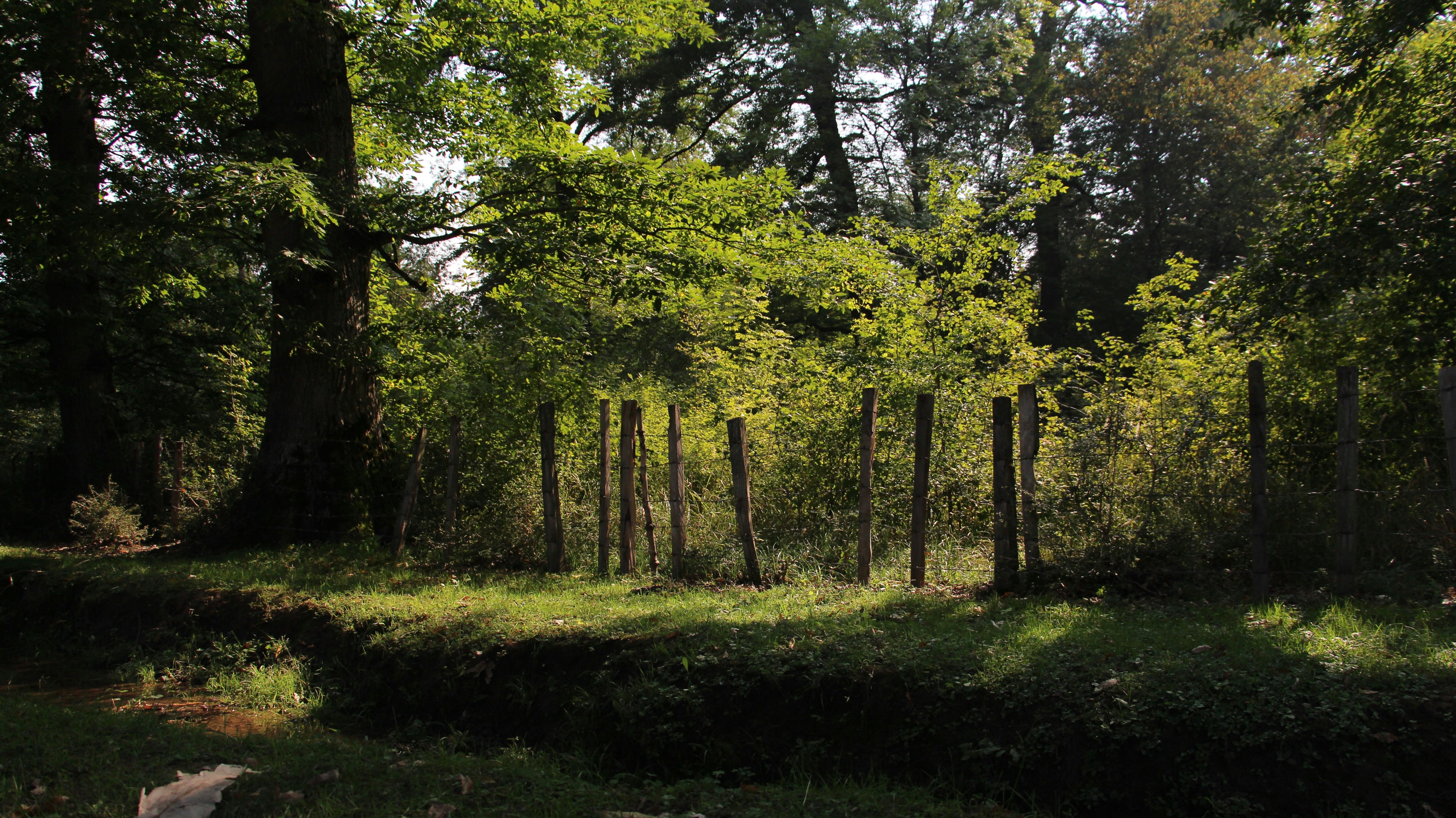 Dappled sunlight filters through lush green trees in a tranquil forest clearing.