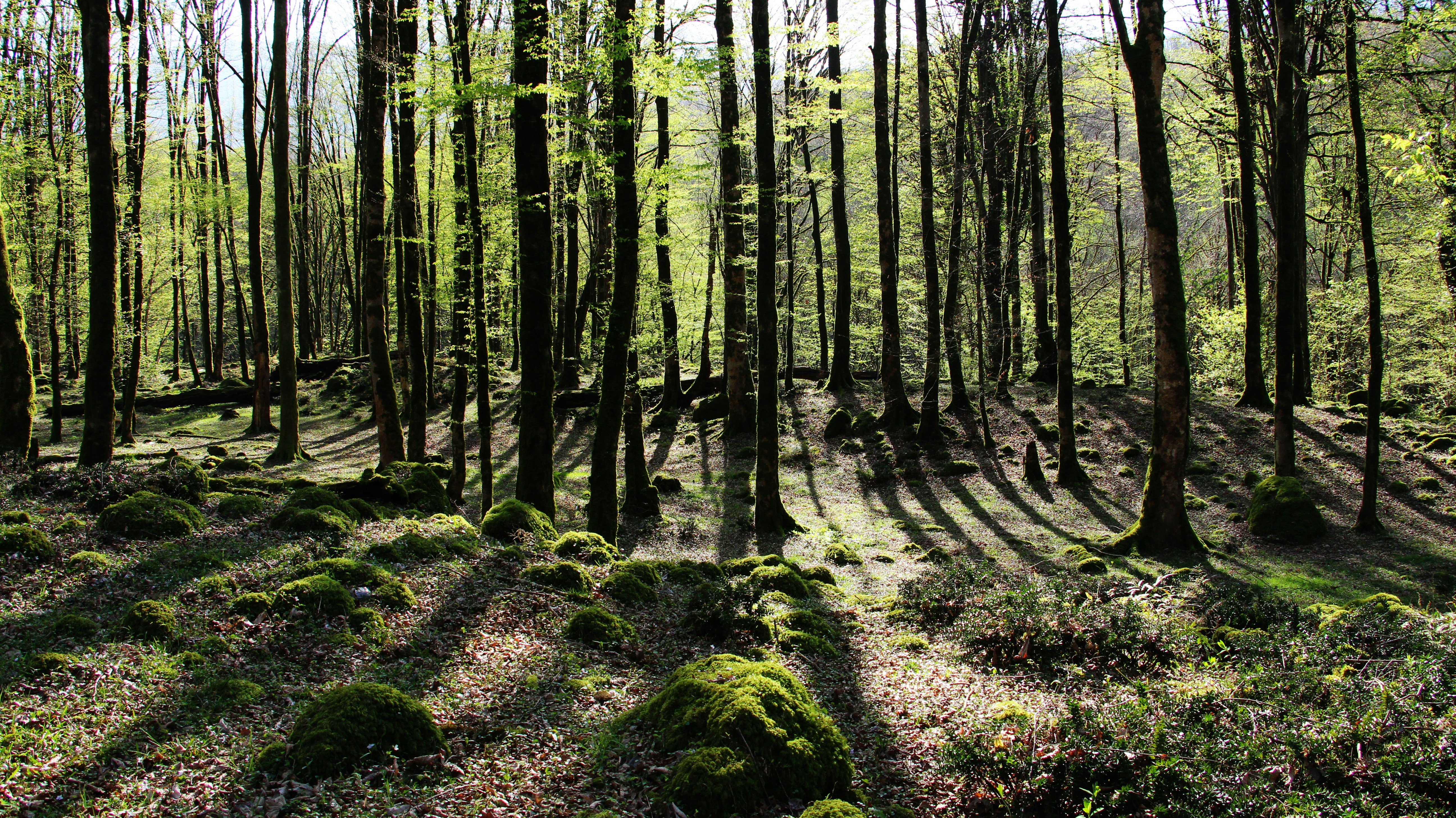 Sunlit Moss Mounds Beneath a Cathedral of Trunks