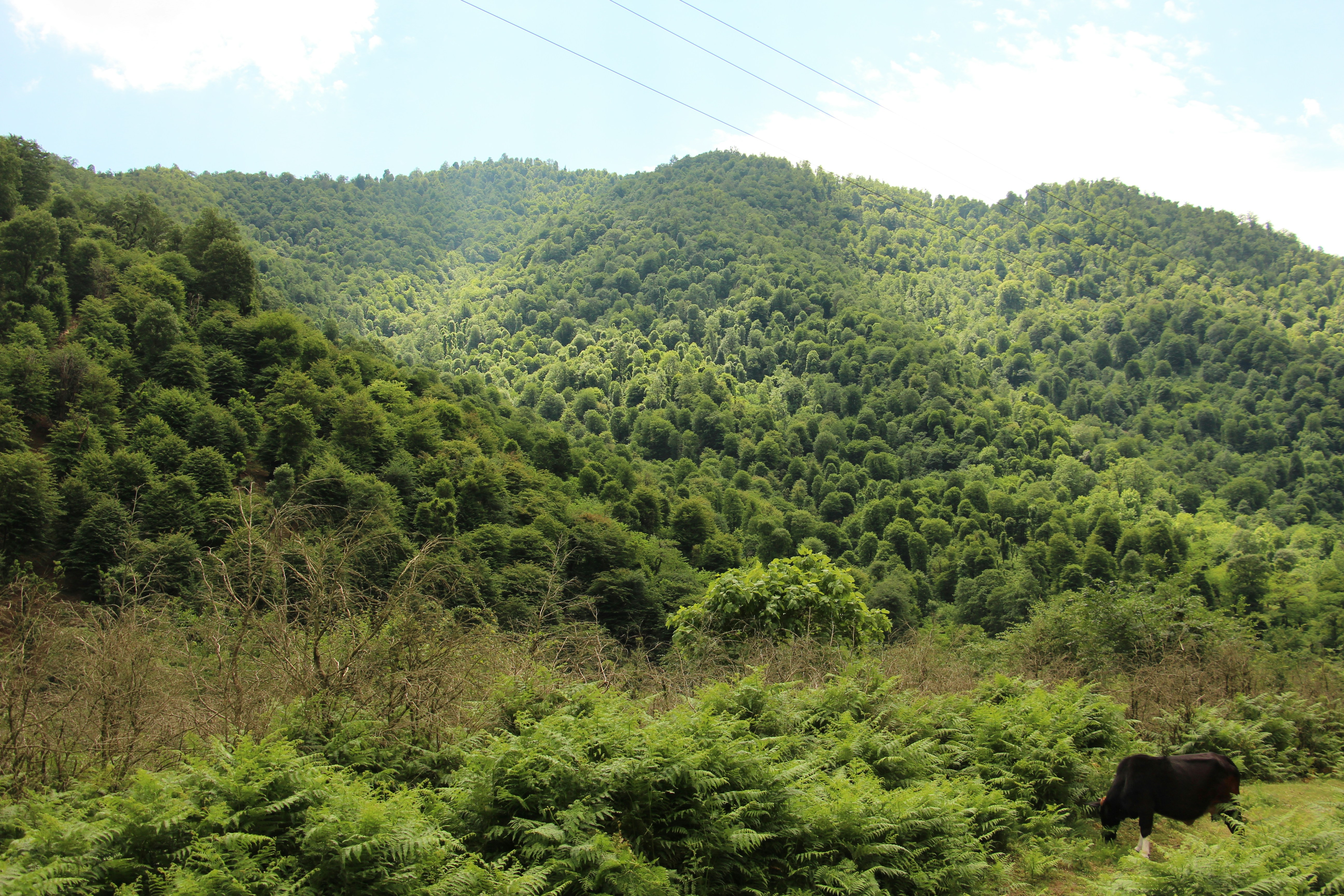 Hidden Herd: A lone cow grazes at the edge of a sunlit scrub in a verdant valley