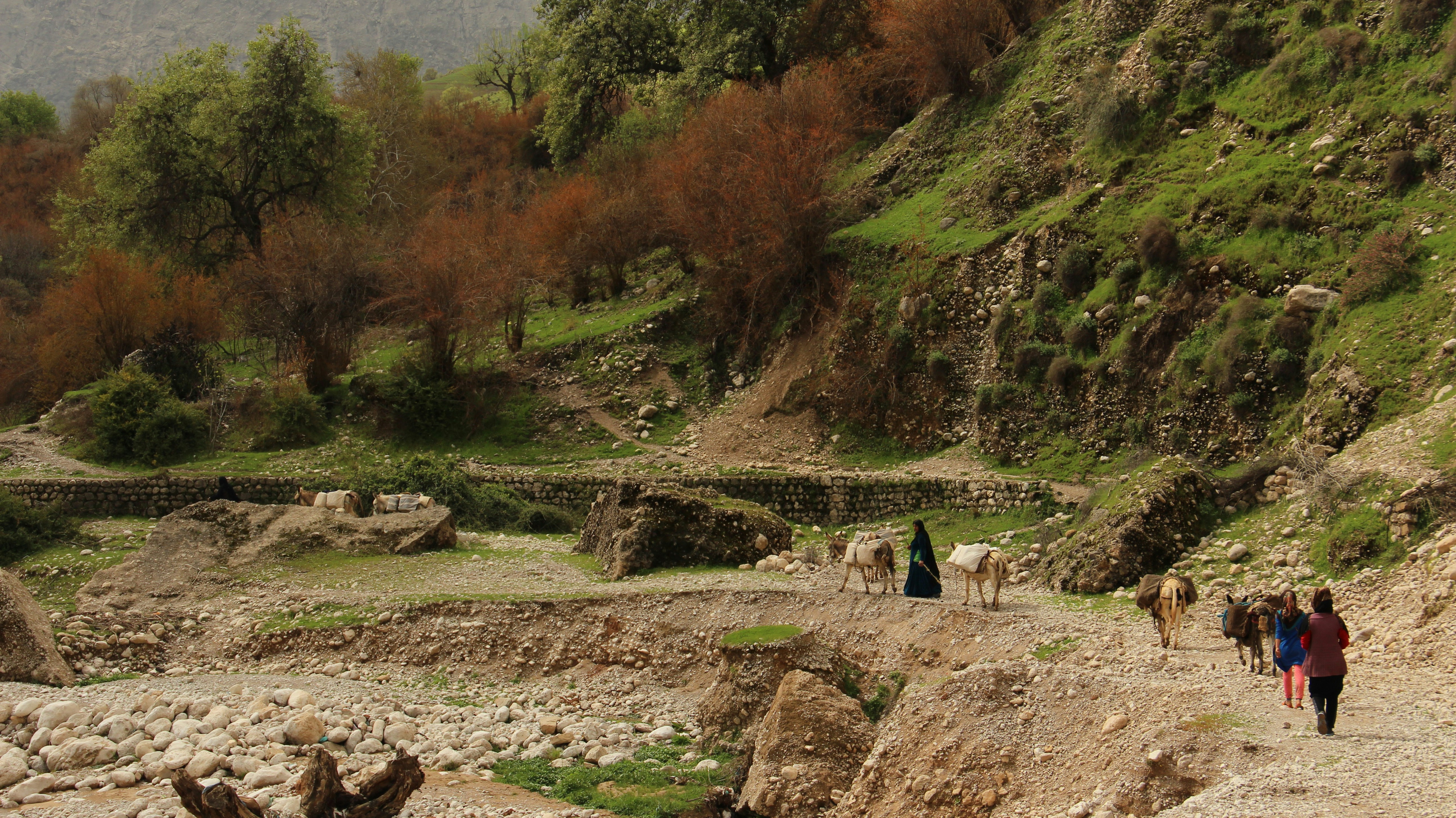 Ridge Trail: Travelers and Llamas Against Terraced Hills
