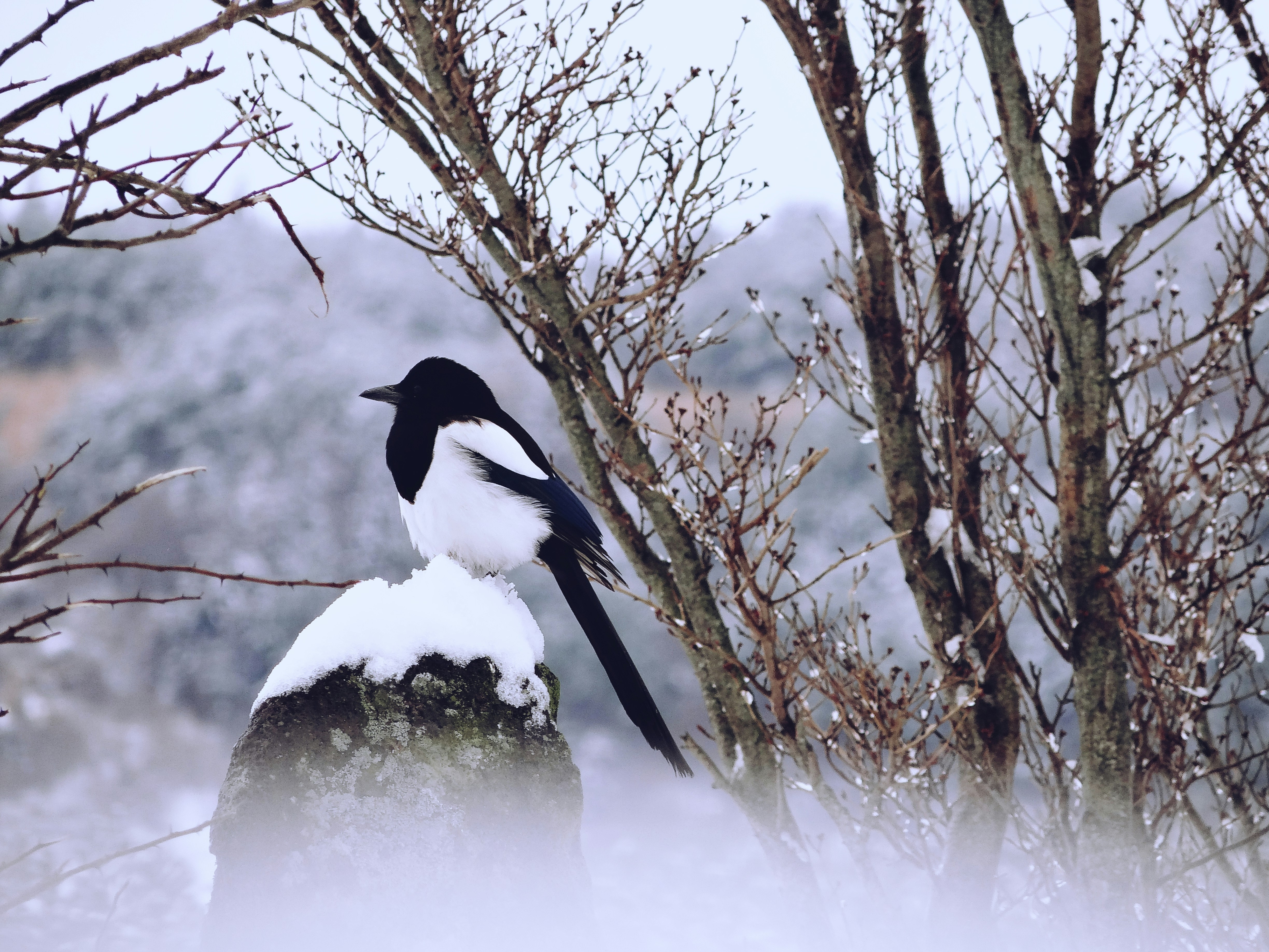A magpie perched on a snow-covered rock amidst a winter landscape, surrounded by frosty branches. The serene scene captures the essence of nature in winter.