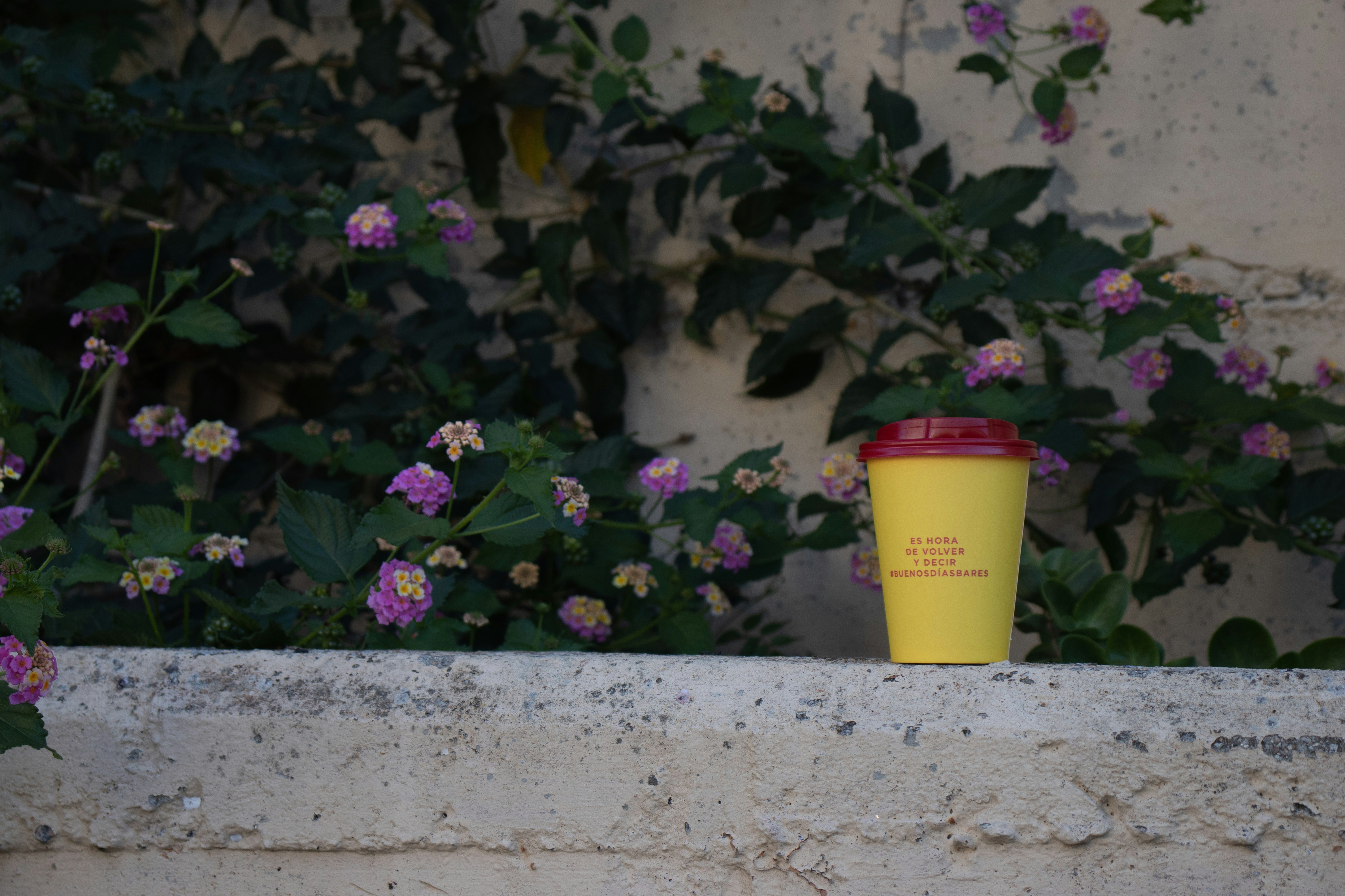 Coffee Cup on a Weathered Wall: Quiet Color Pop in a Garden Scene