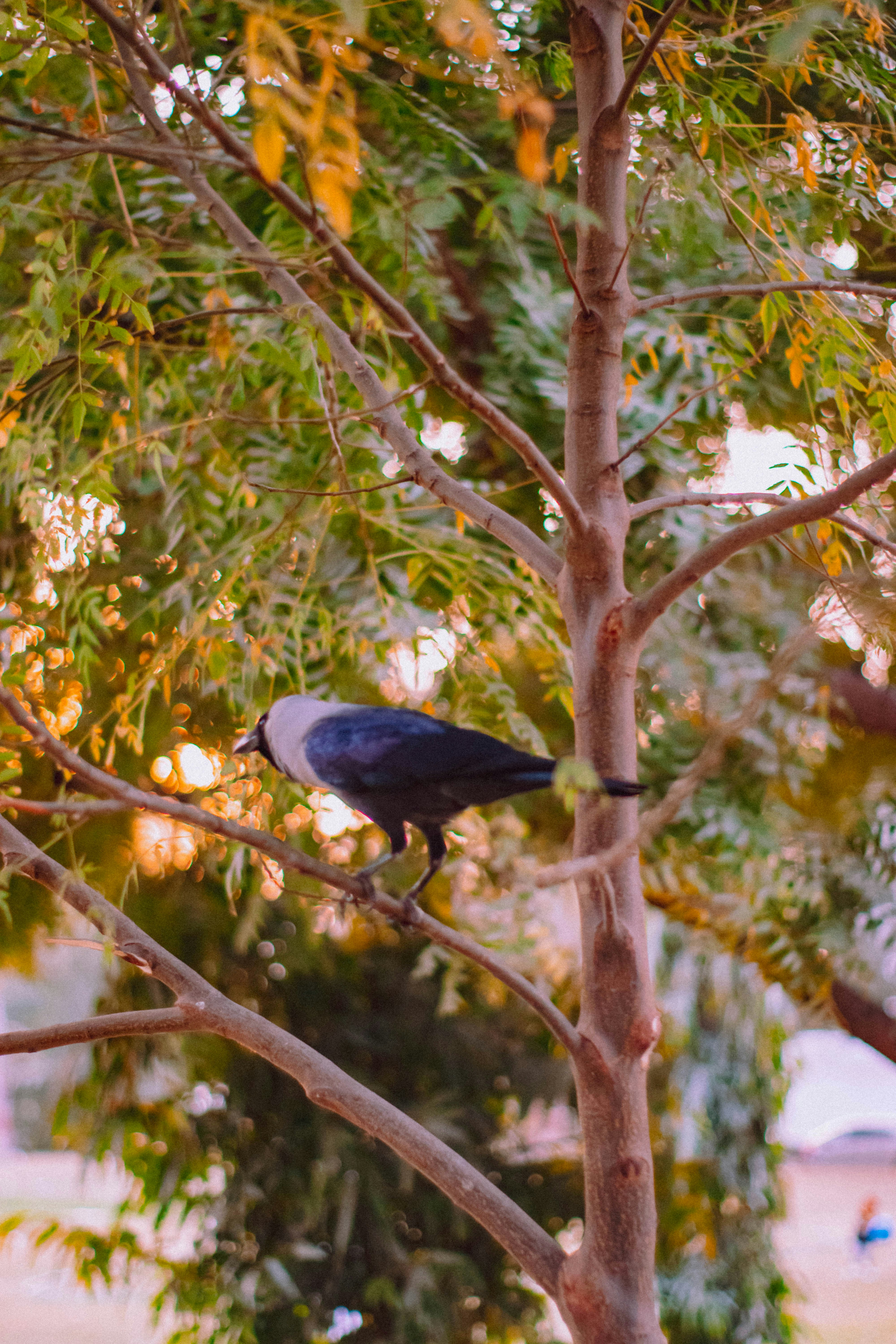 Un oiseau noir assis au sommet d’une branche d’arbre photo – Photo ...