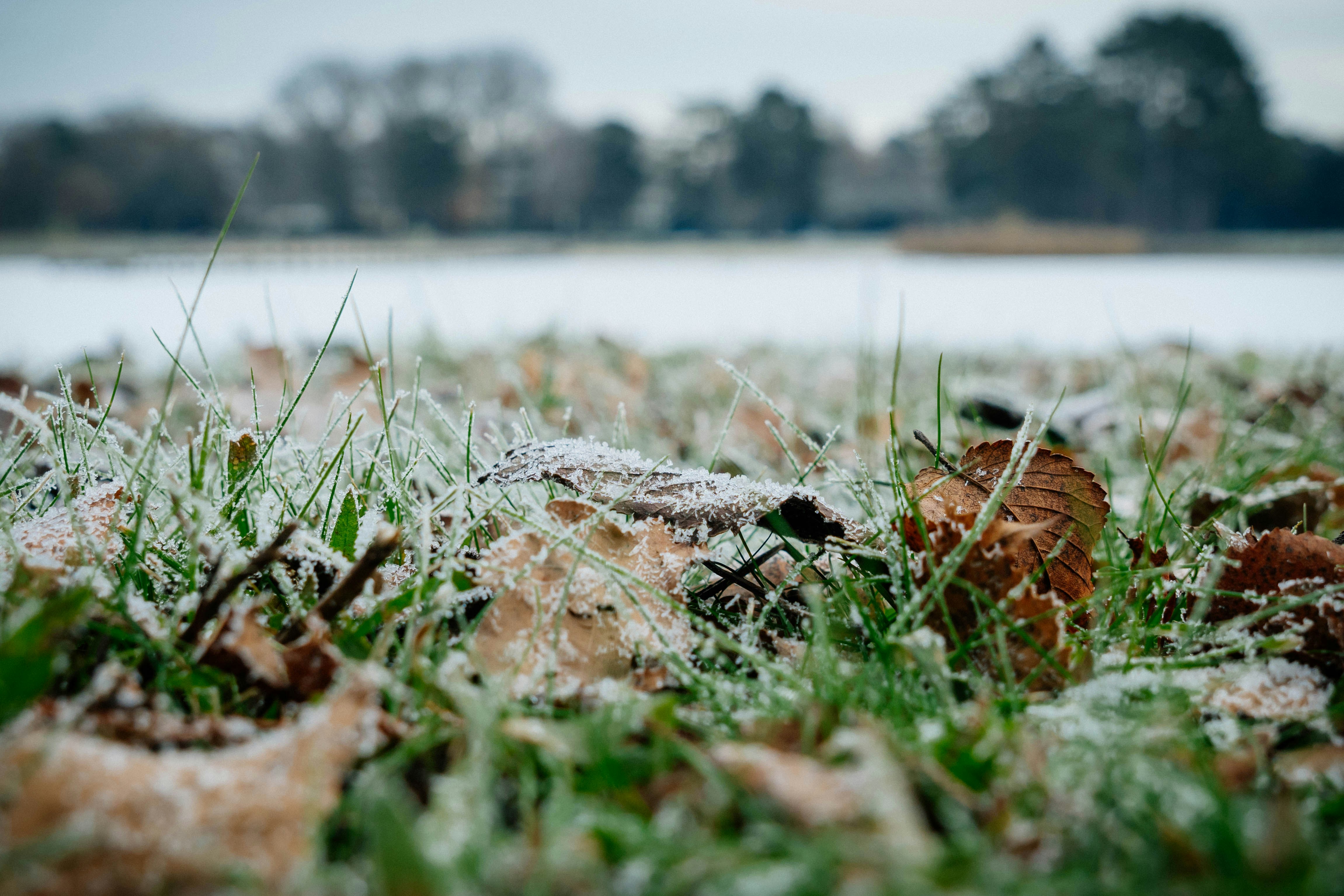 Frost-kissed Meadow: Grass Grains and Leaf Loss in Early Morning Light