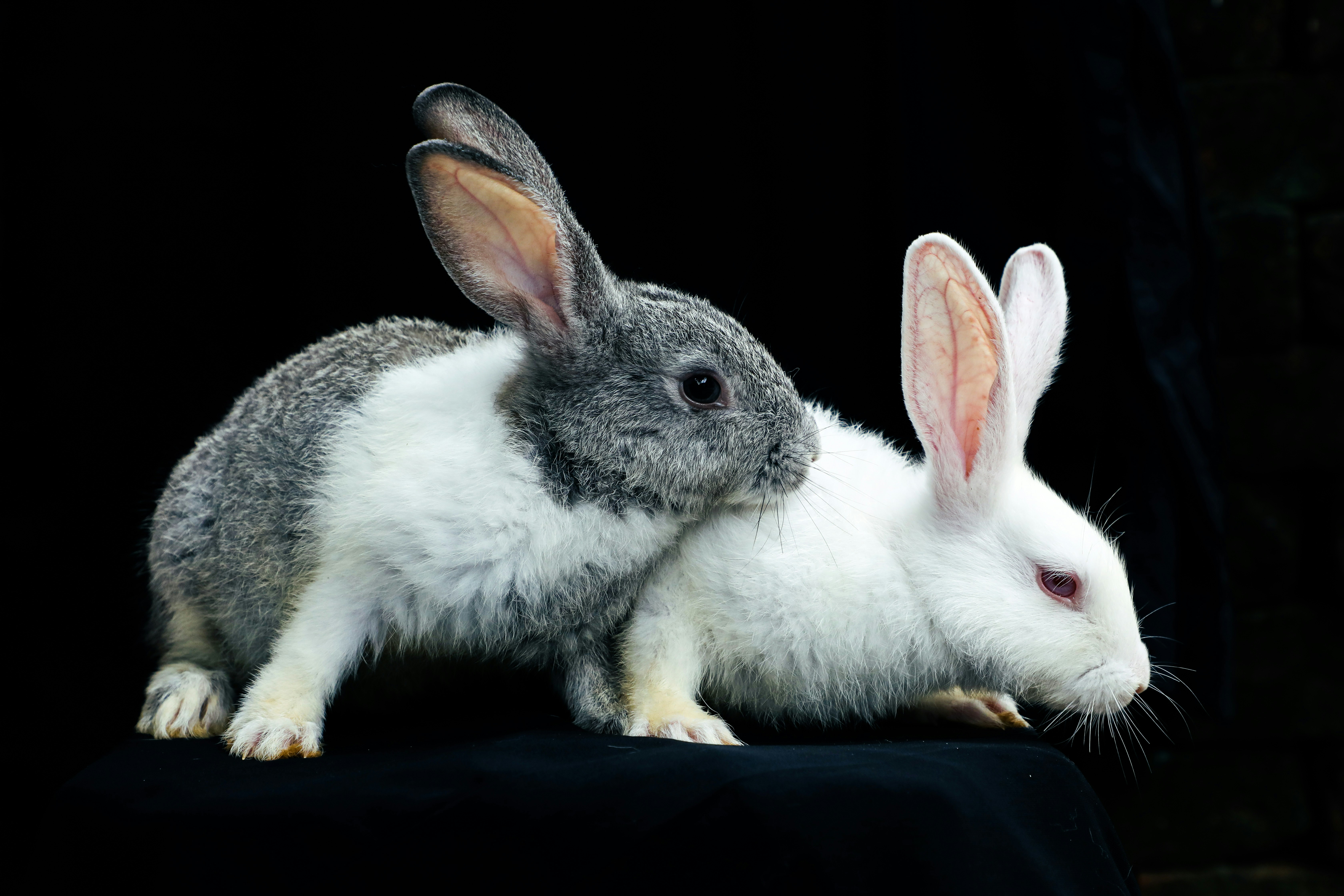 A couple of rabbits sitting next to each other photo – Free Rabbit ...