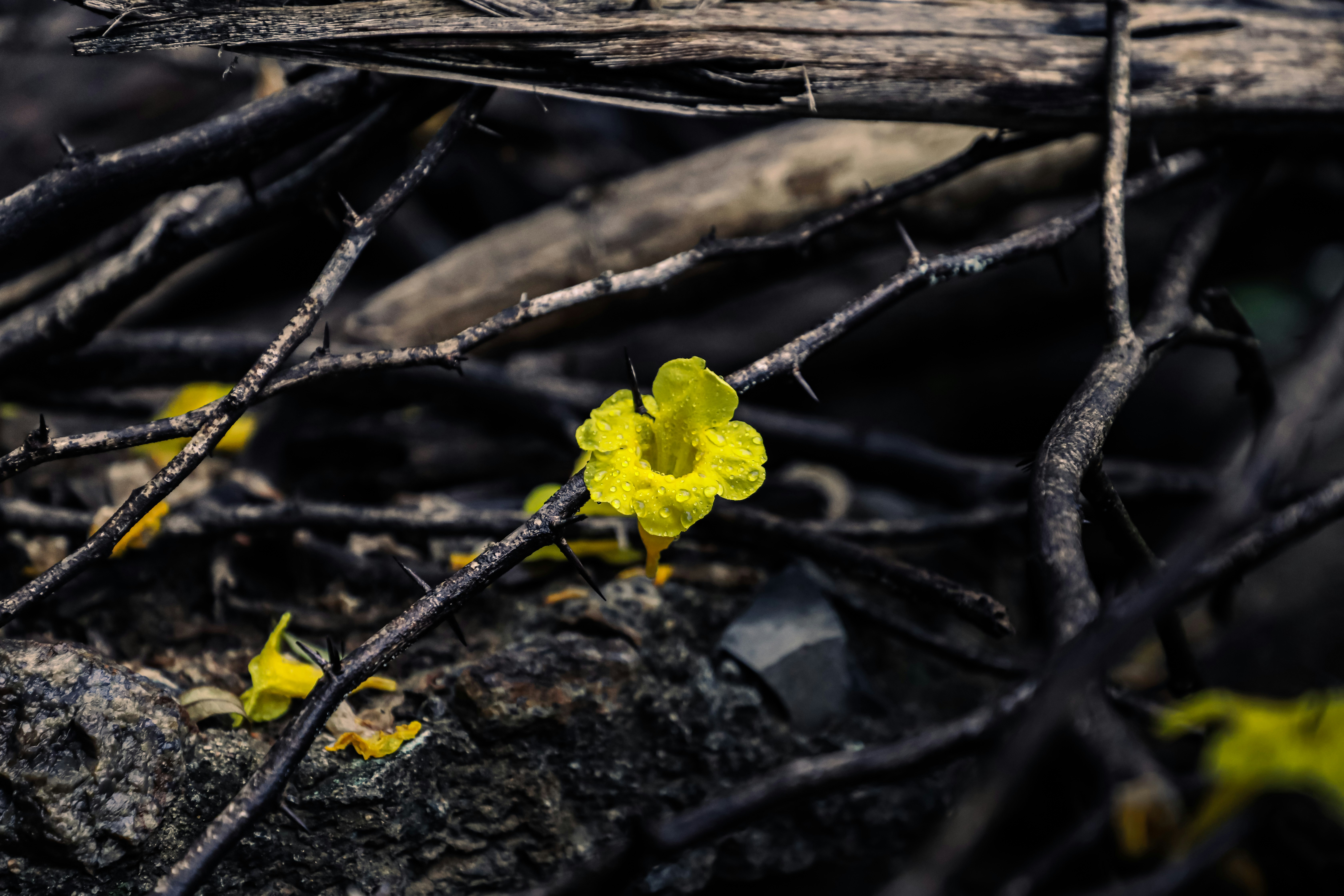 A yellow flower that is growing out of the ground photo – Free ...