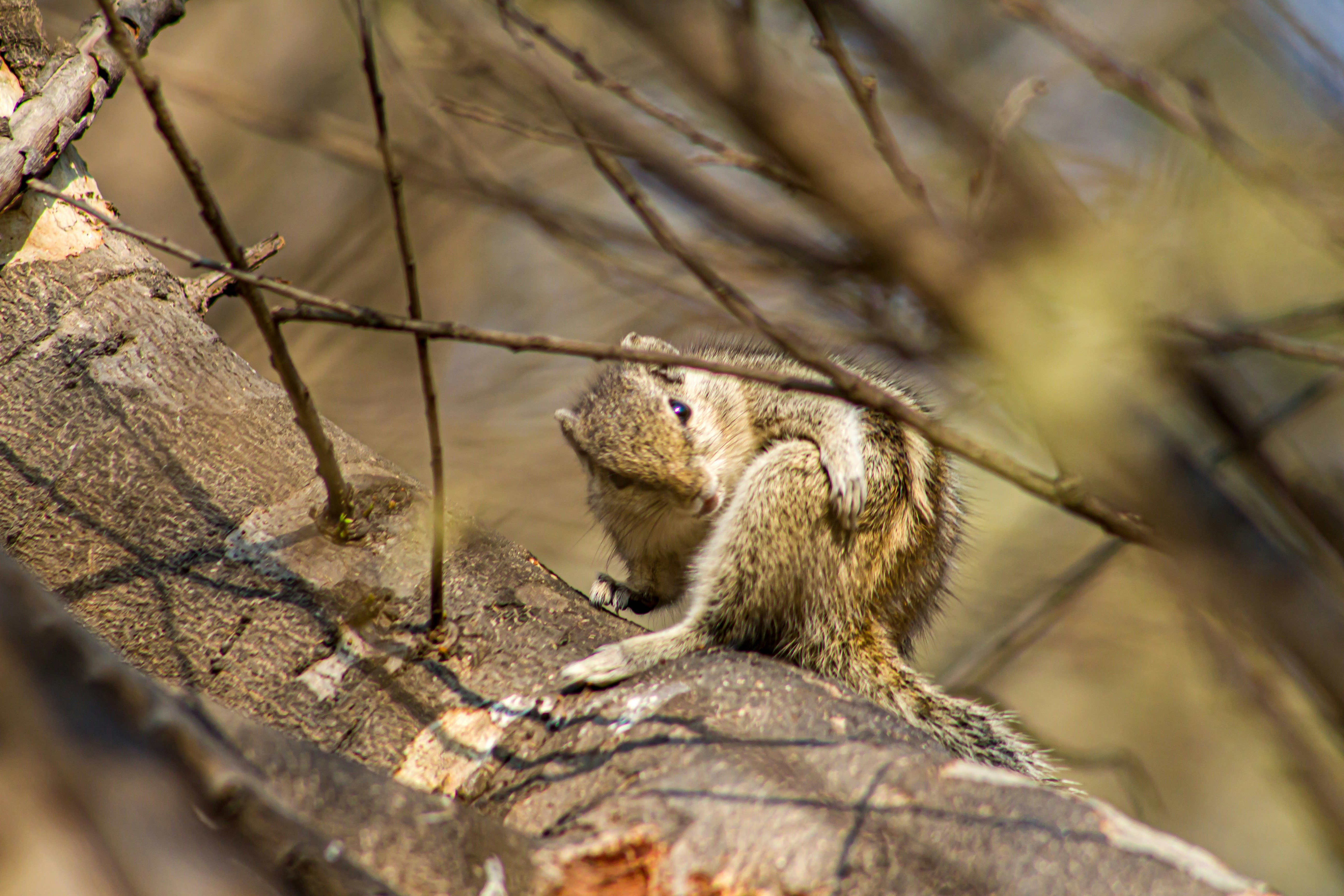 A small animal sitting on top of a tree branch photo – Free Animal ...