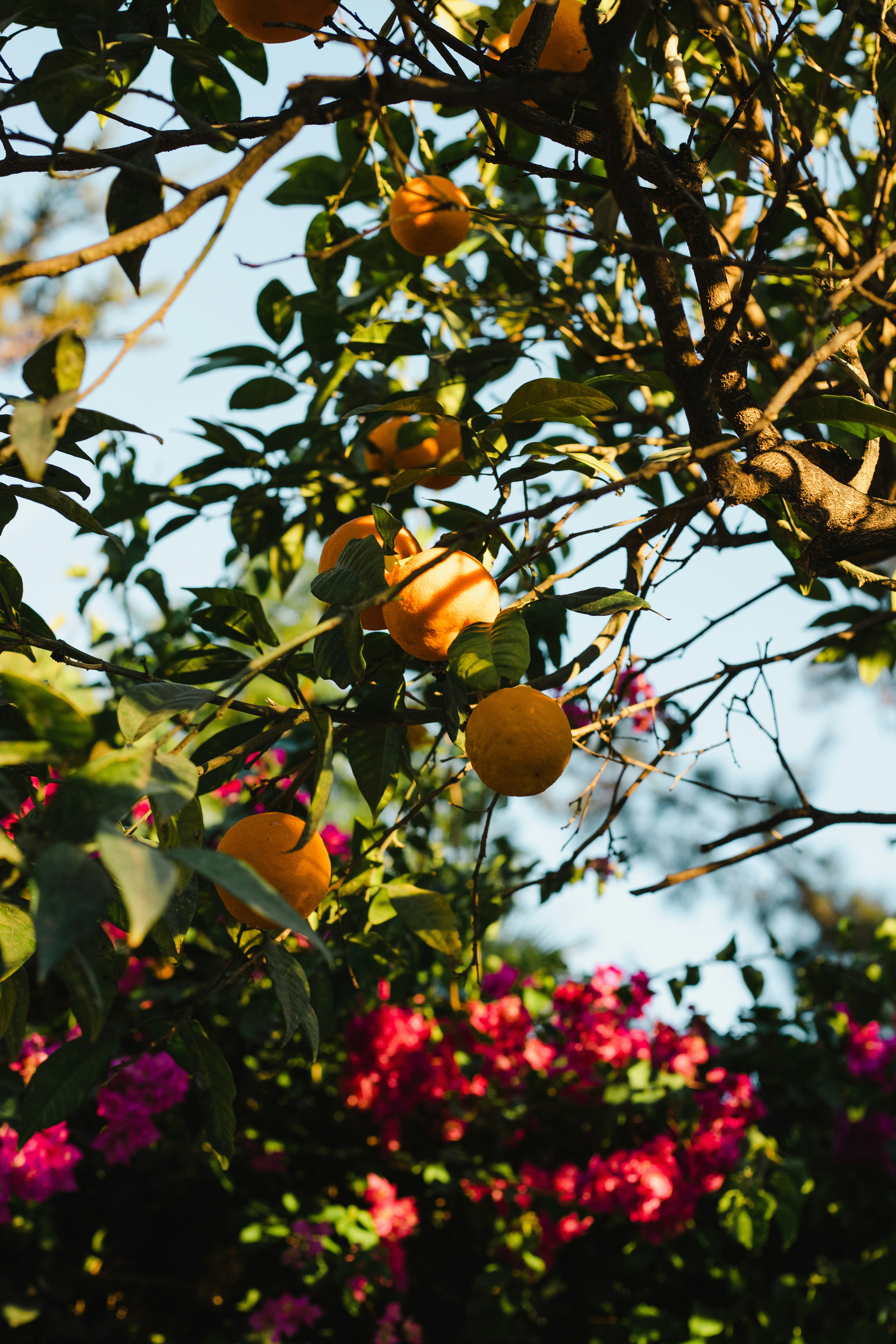 Orchard Sunlit Oranges Among Blooms