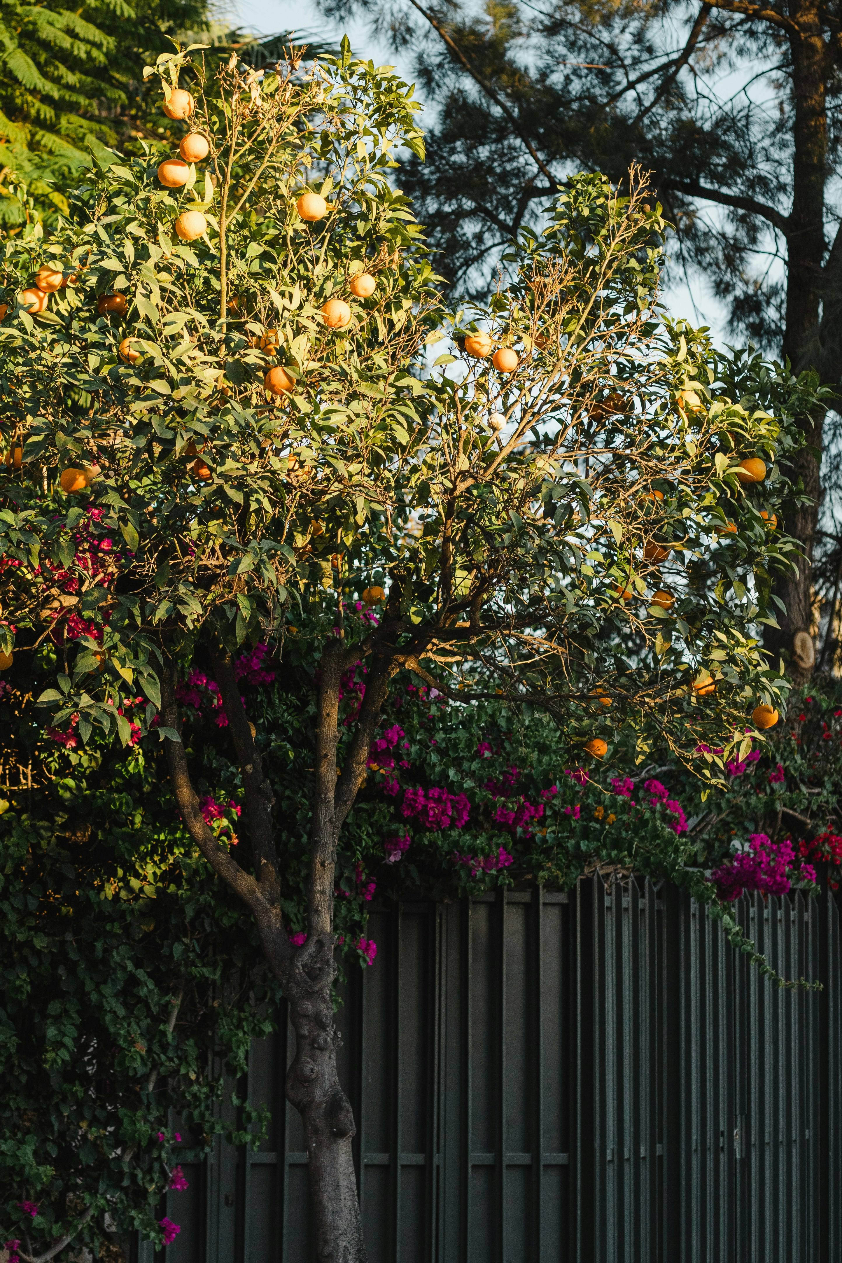 Sunlit Orange Grove Framing a Quiet Fence