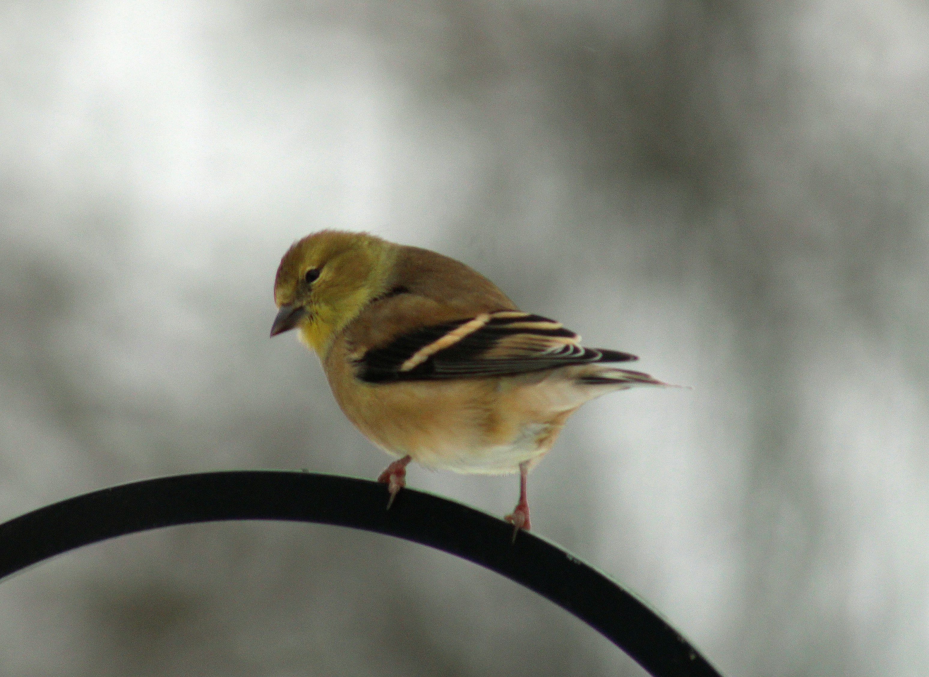 american goldfinch female