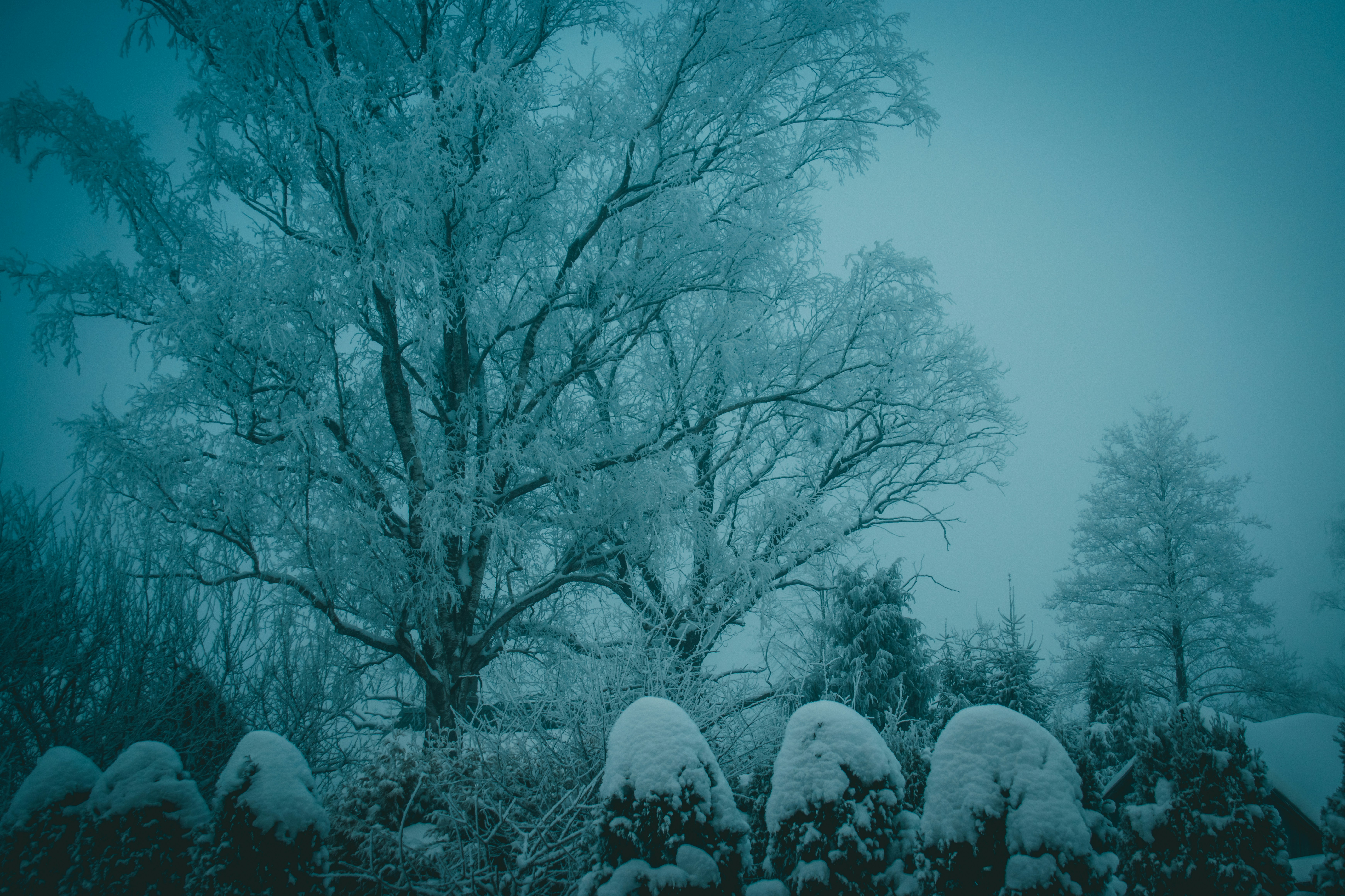 Cold winter landscape frozen snow Latvia nature