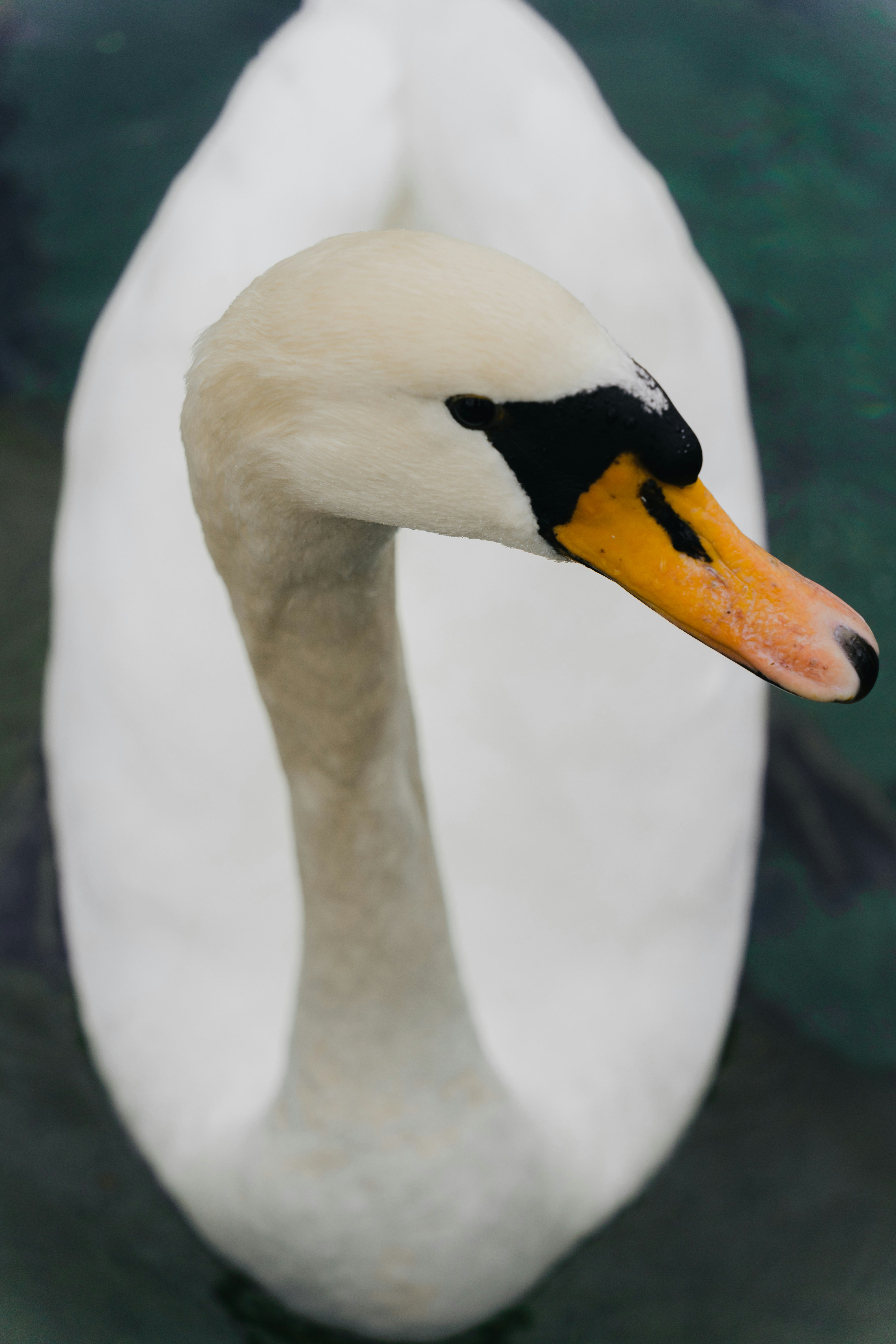 Ivory Crown, Orange Beak: Close-Up Portrait of a Swan on Quiet Water