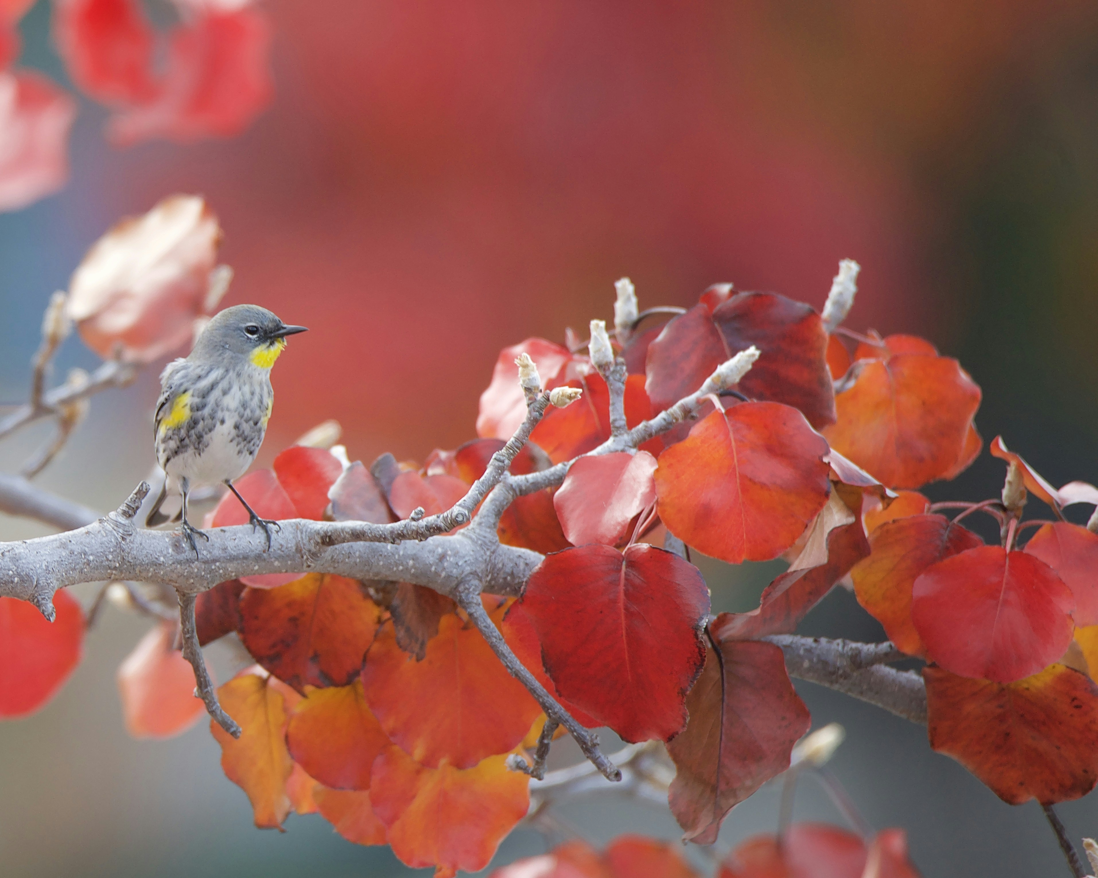 A small bird sitting on a branch of a tree photo – Free Pleasanton ...