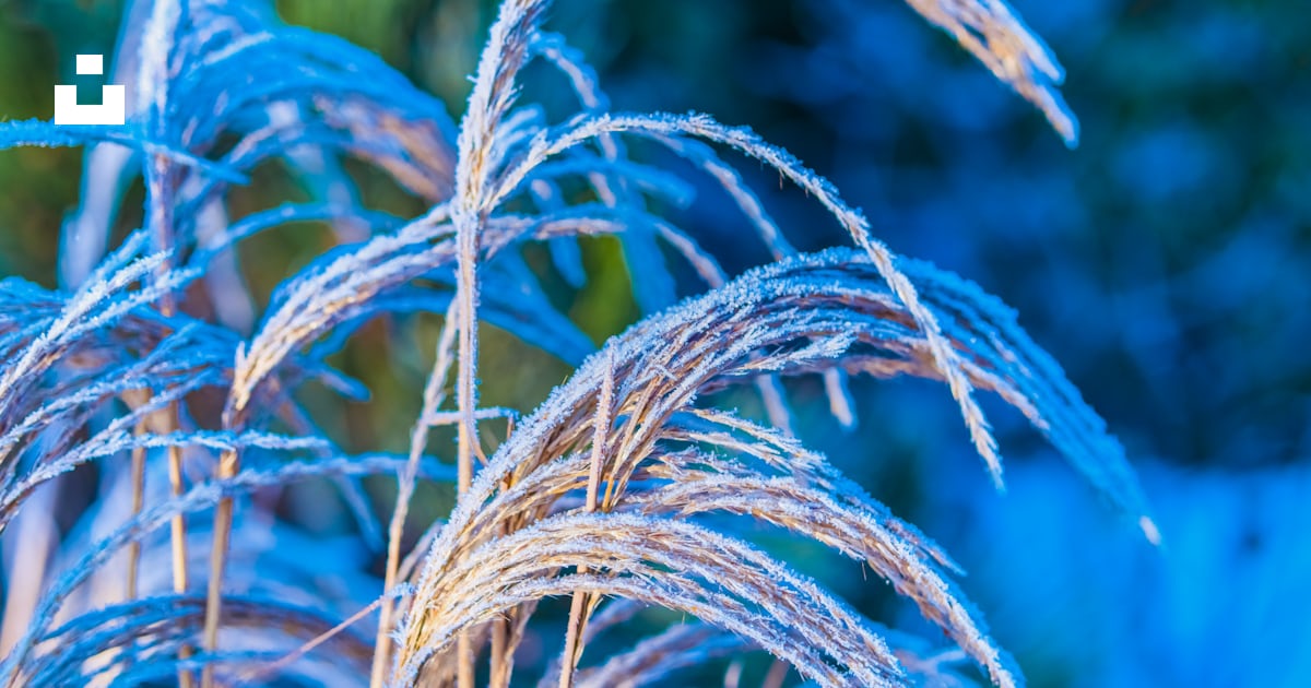 背景に青い花を持つ植物の接写の写真 Unsplashの無料ラトビア写真