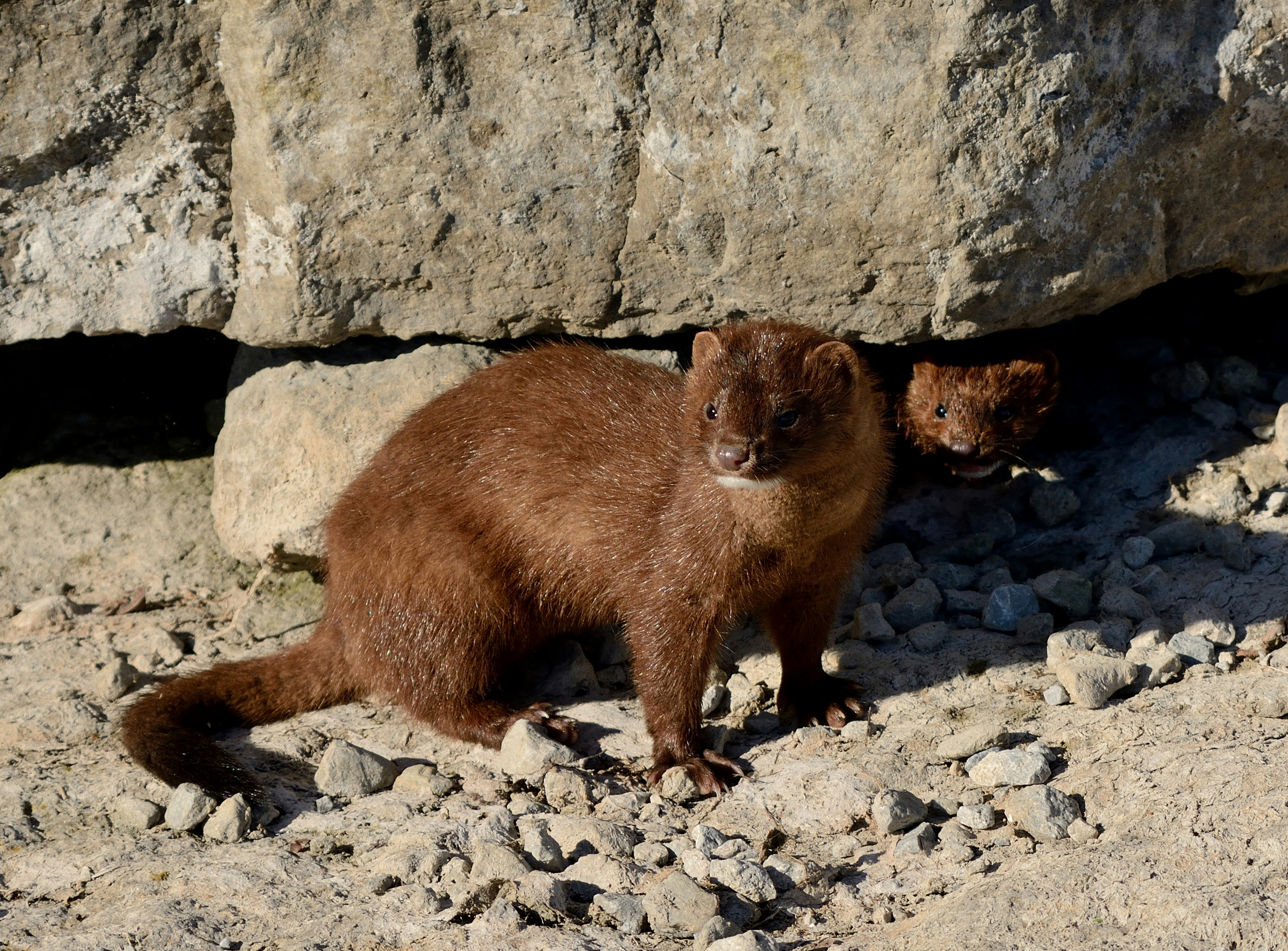 a couple of animals that are standing in the dirt