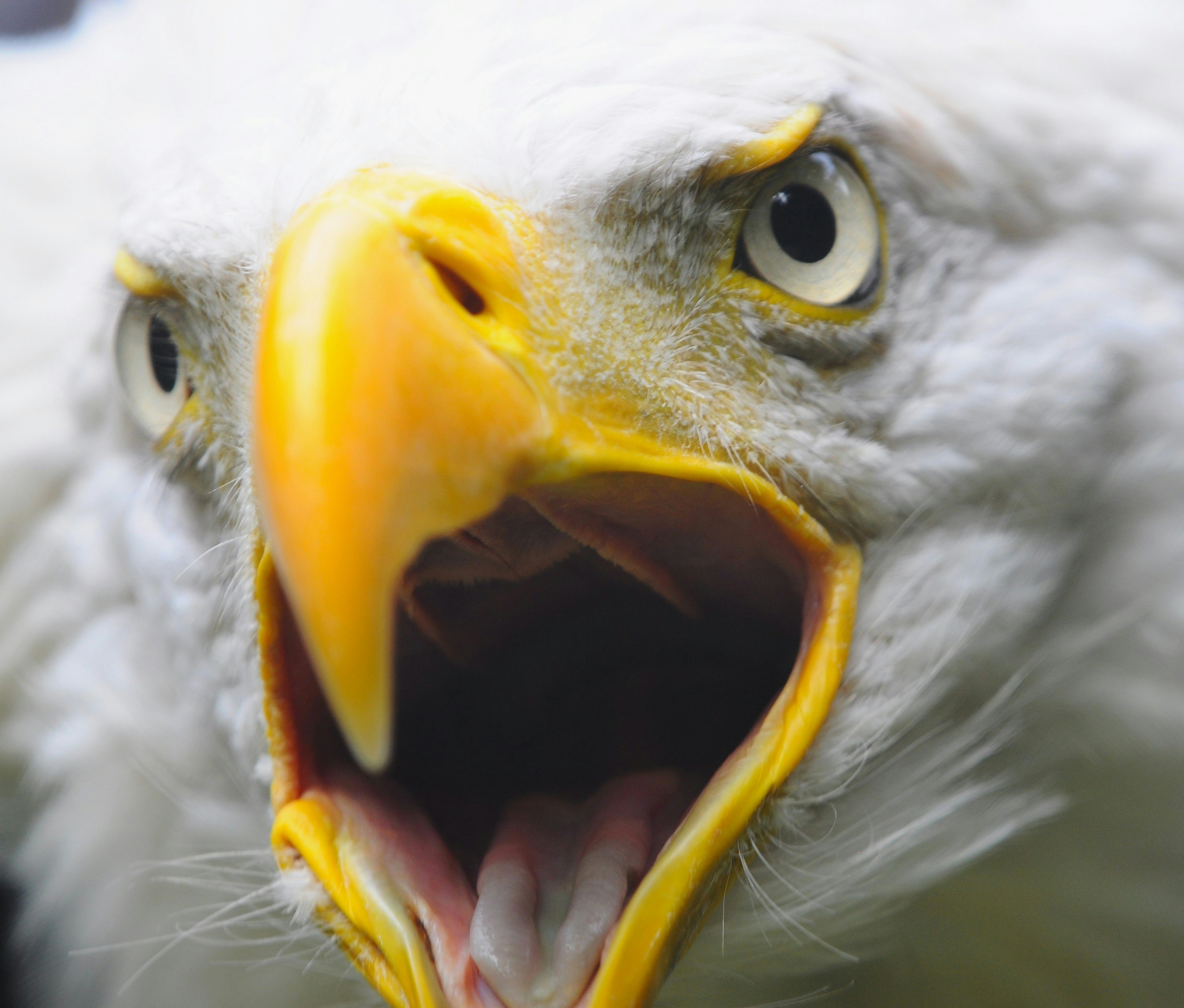 a close up of an eagle with its mouth open