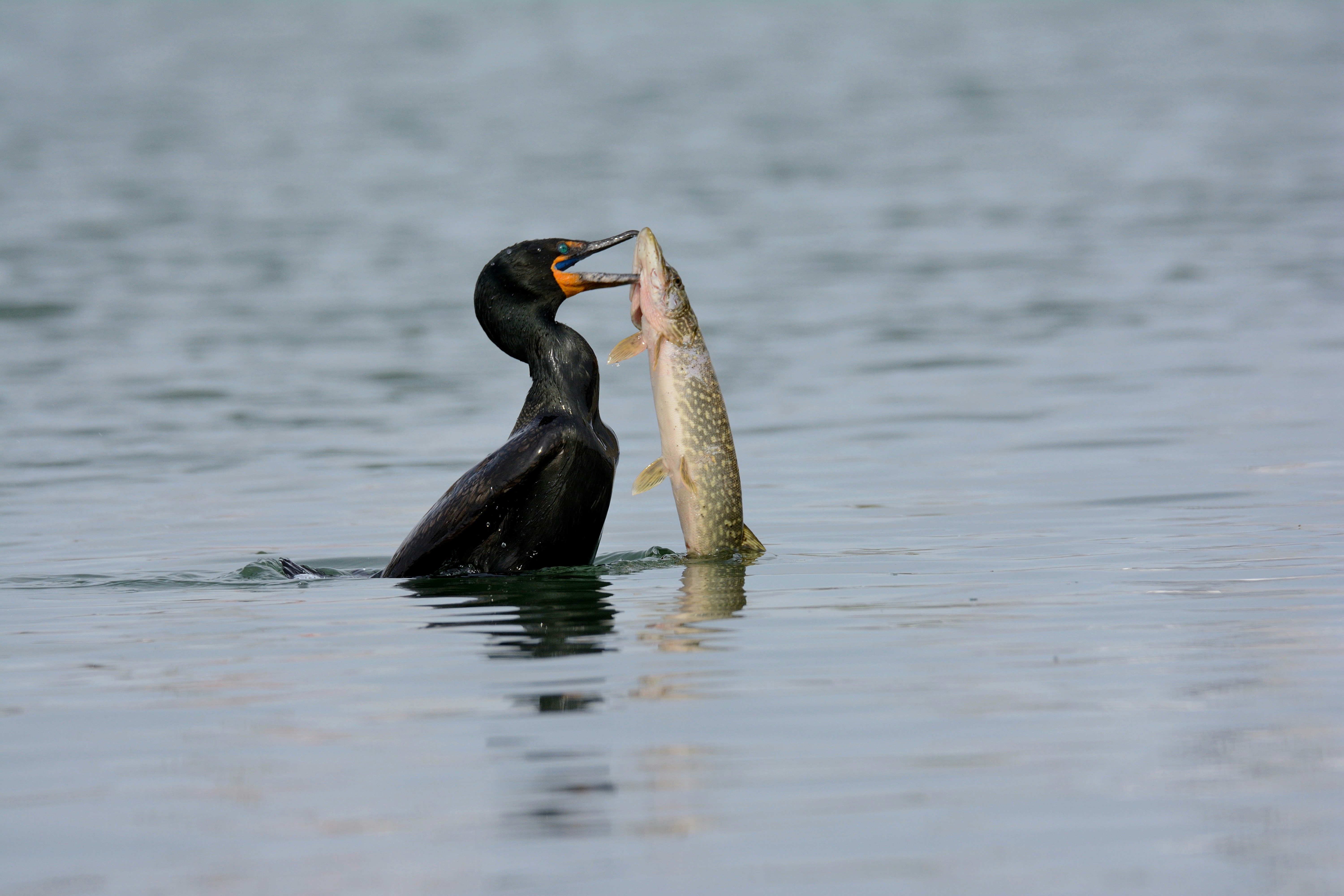 Dramatic Catch: A Cormorant Graces the Surface with a Fresh Prey