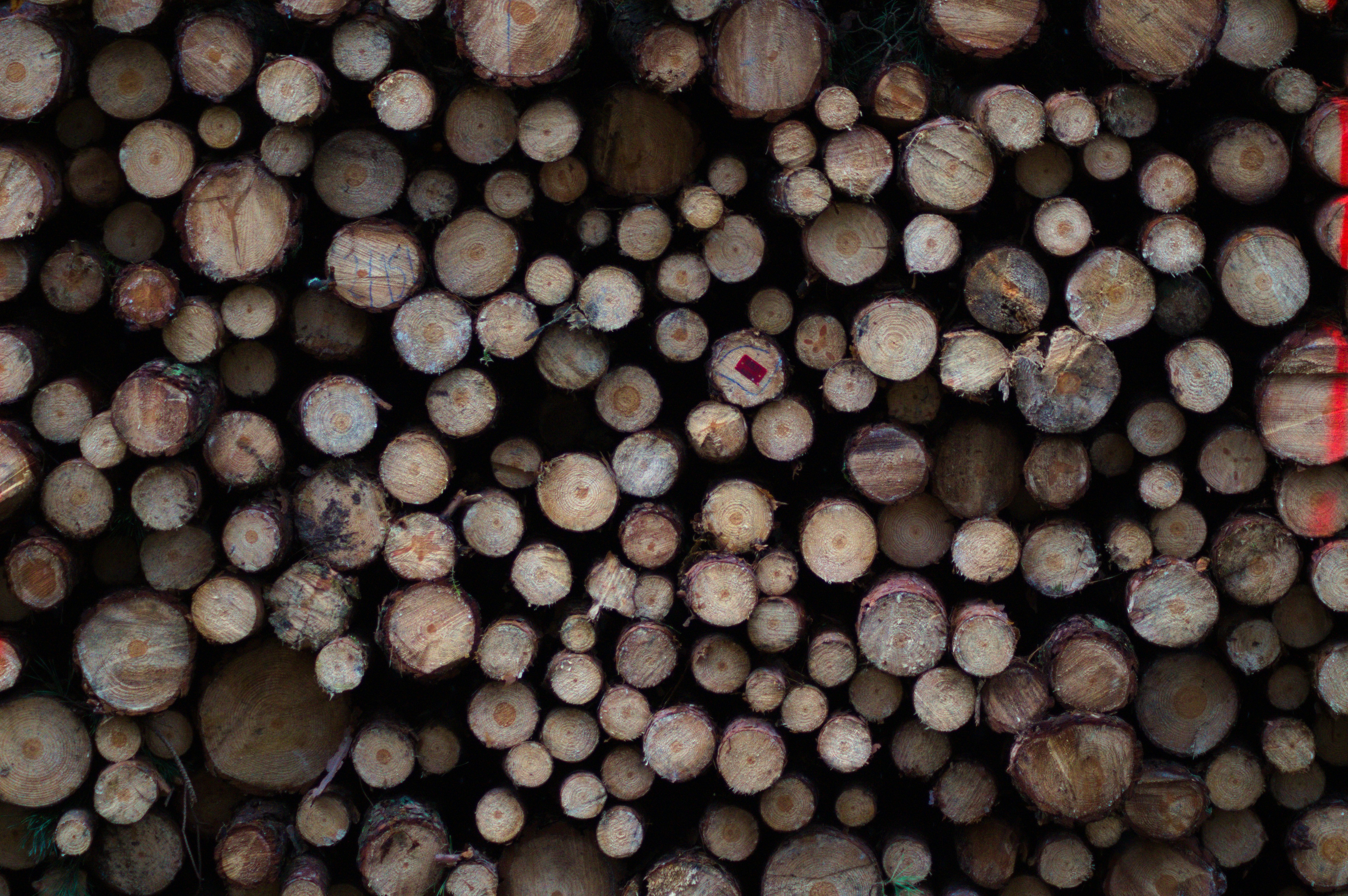 Photo by Jarema Zadworny with Sony Alpha 35