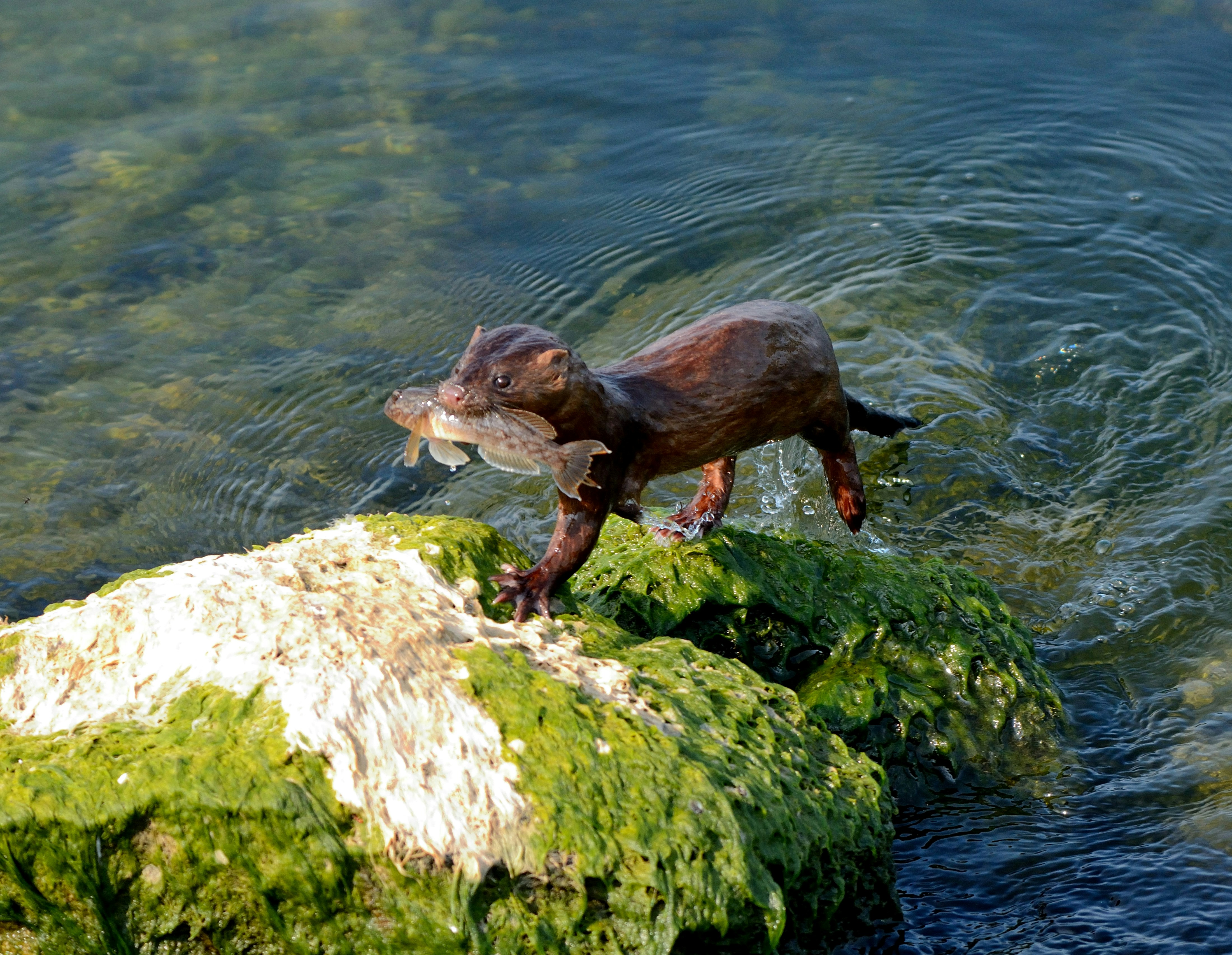 a dog is standing on a rock in the water