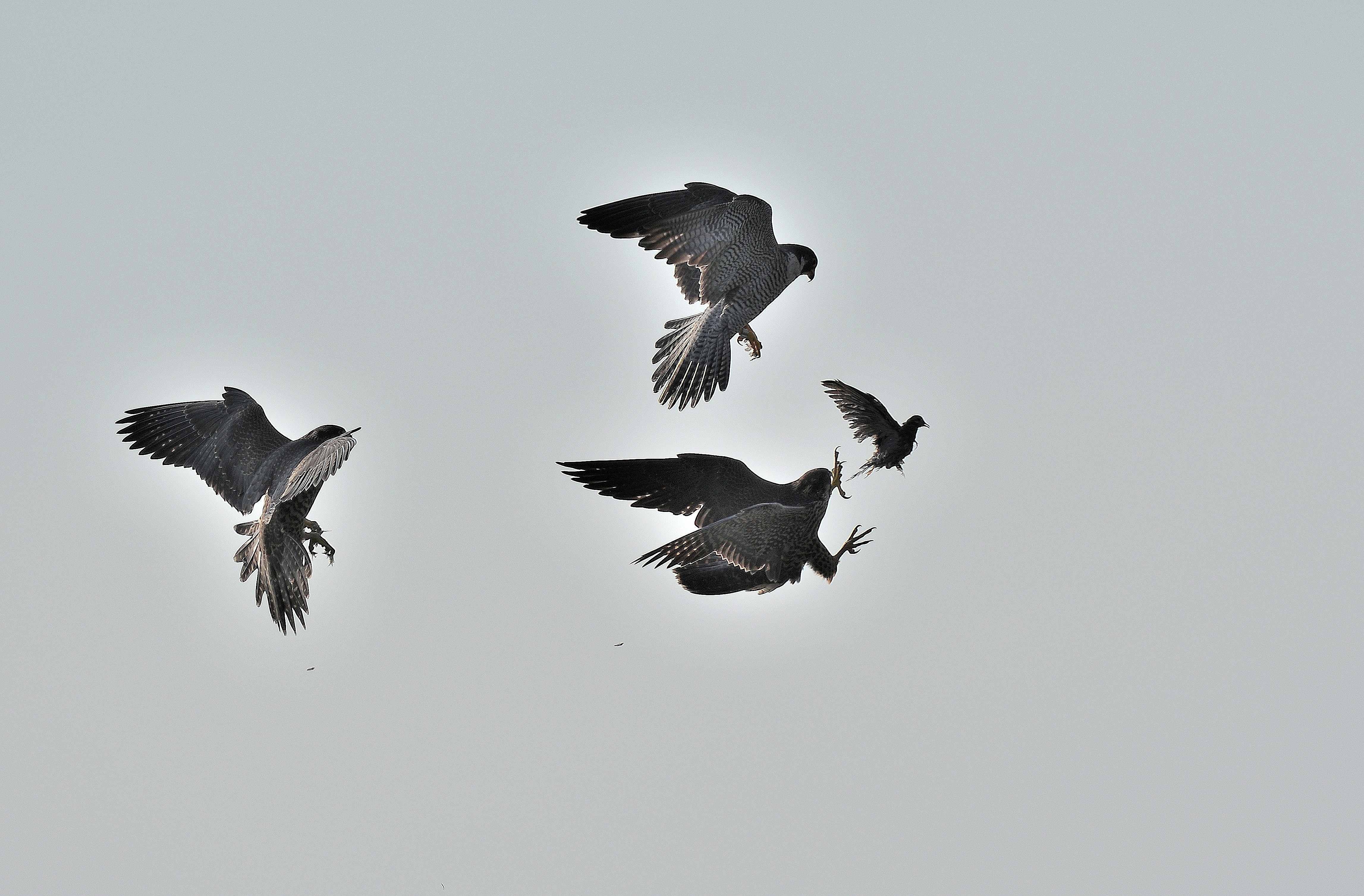 Backlit Quartet: Four Raptors Carving a Silent Sky