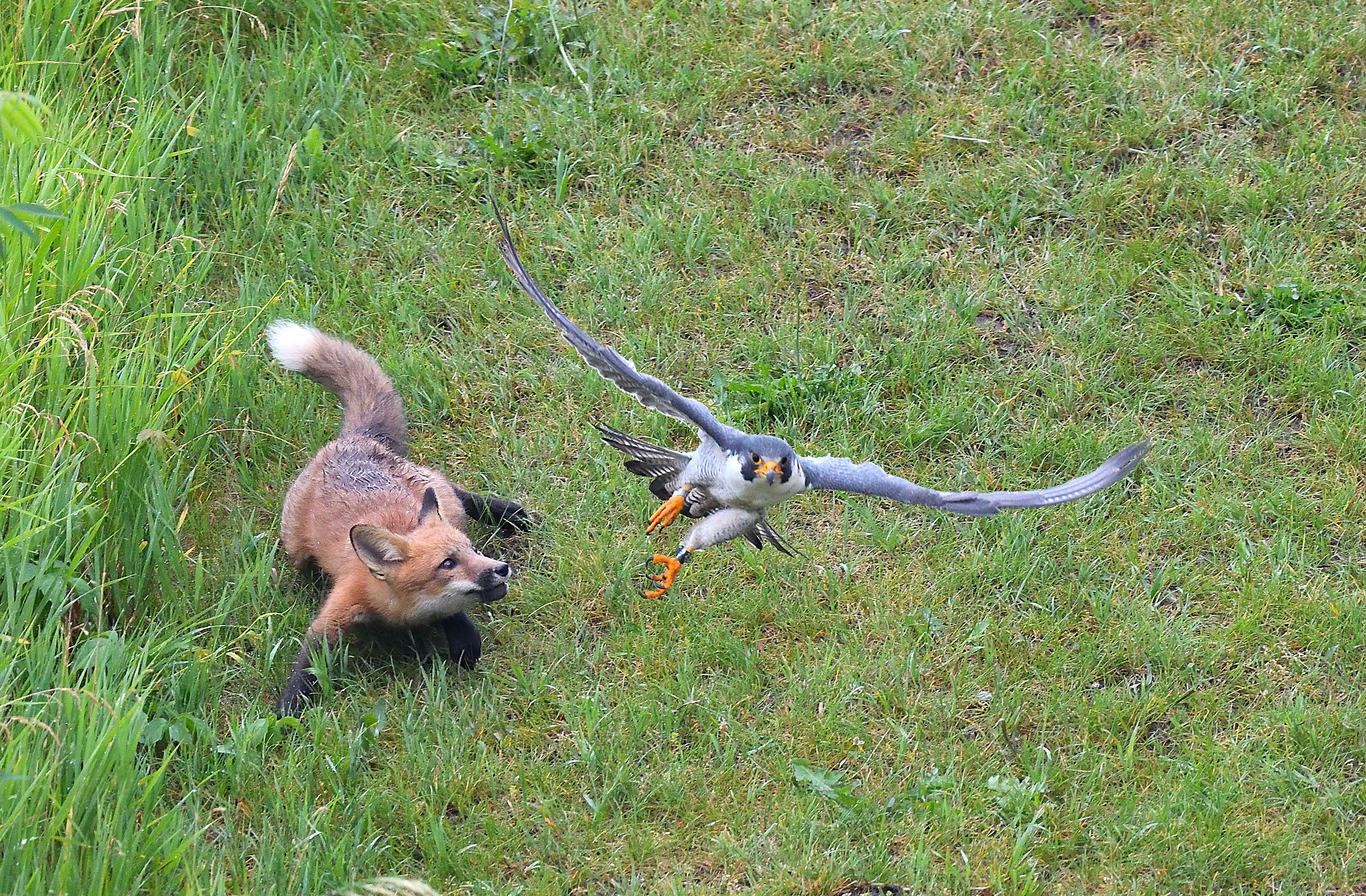 A red fox chasing a bird in the grass photo – Free Fox under attack ...
