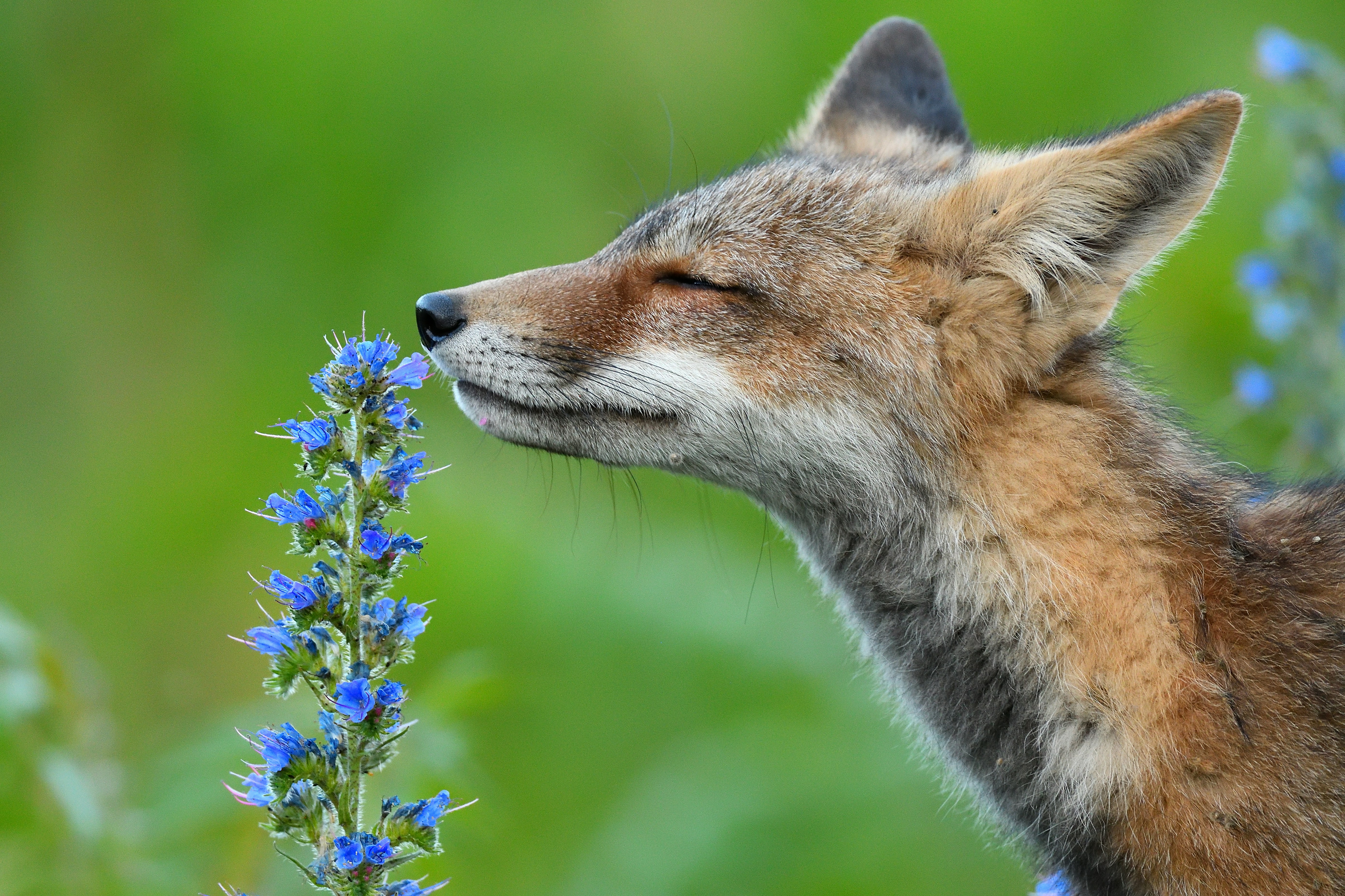 A close up of a fox smelling a flower photo – Free Fox Image on Unsplash