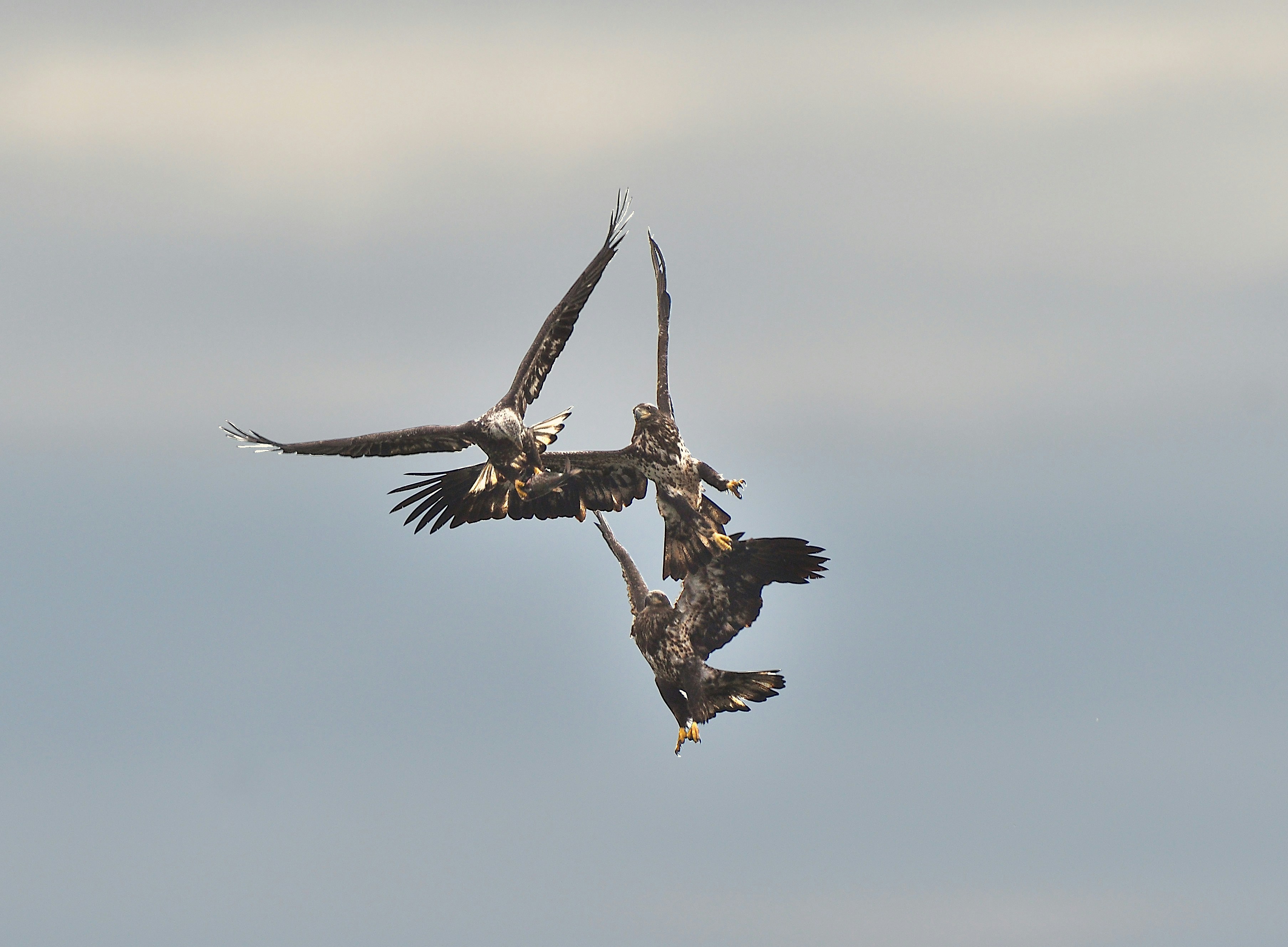 Two large birds flying in the sky together photo – Free Bald eagles ...