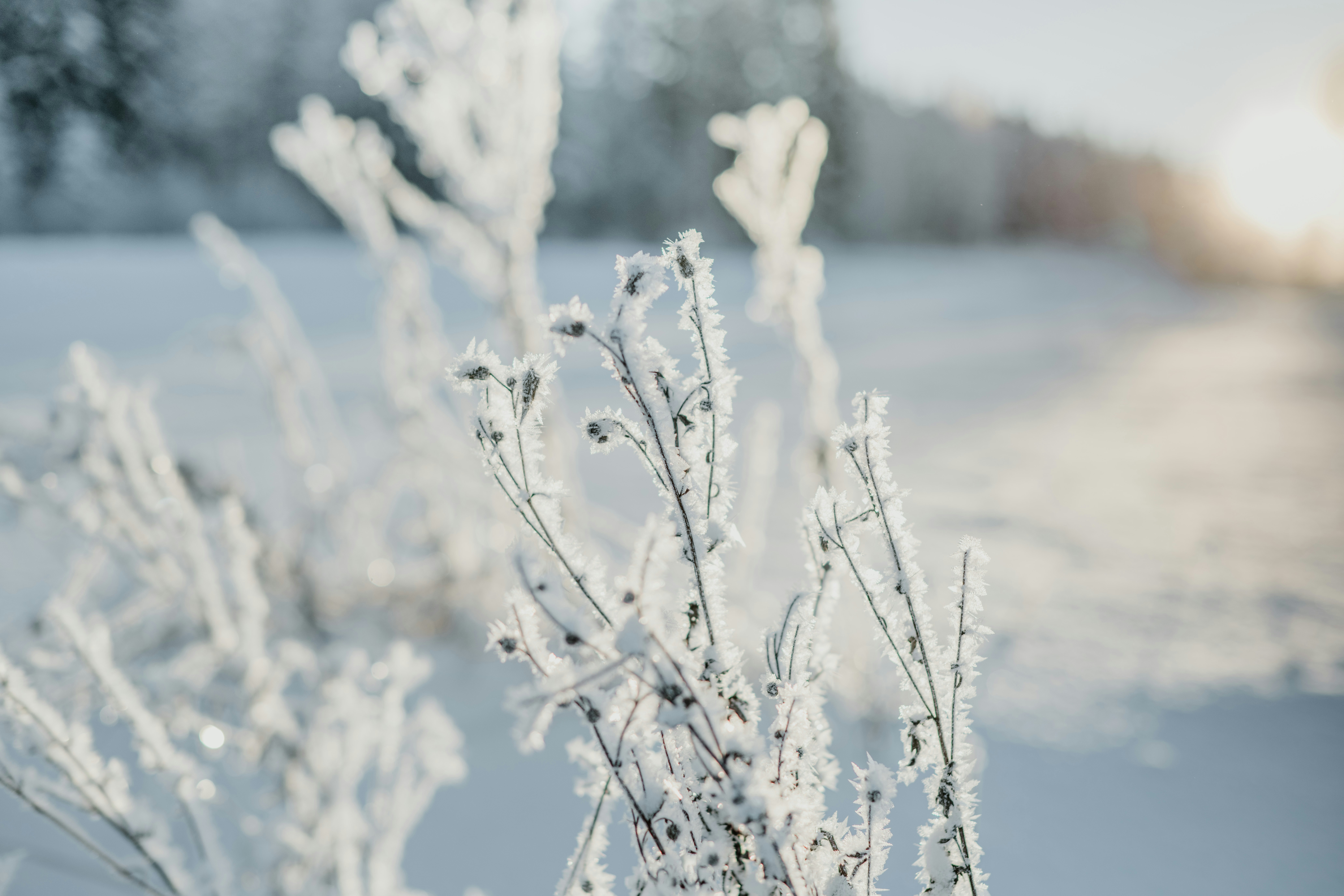 A close up of a plant in the snow photo – Free Outdoors Image on Unsplash