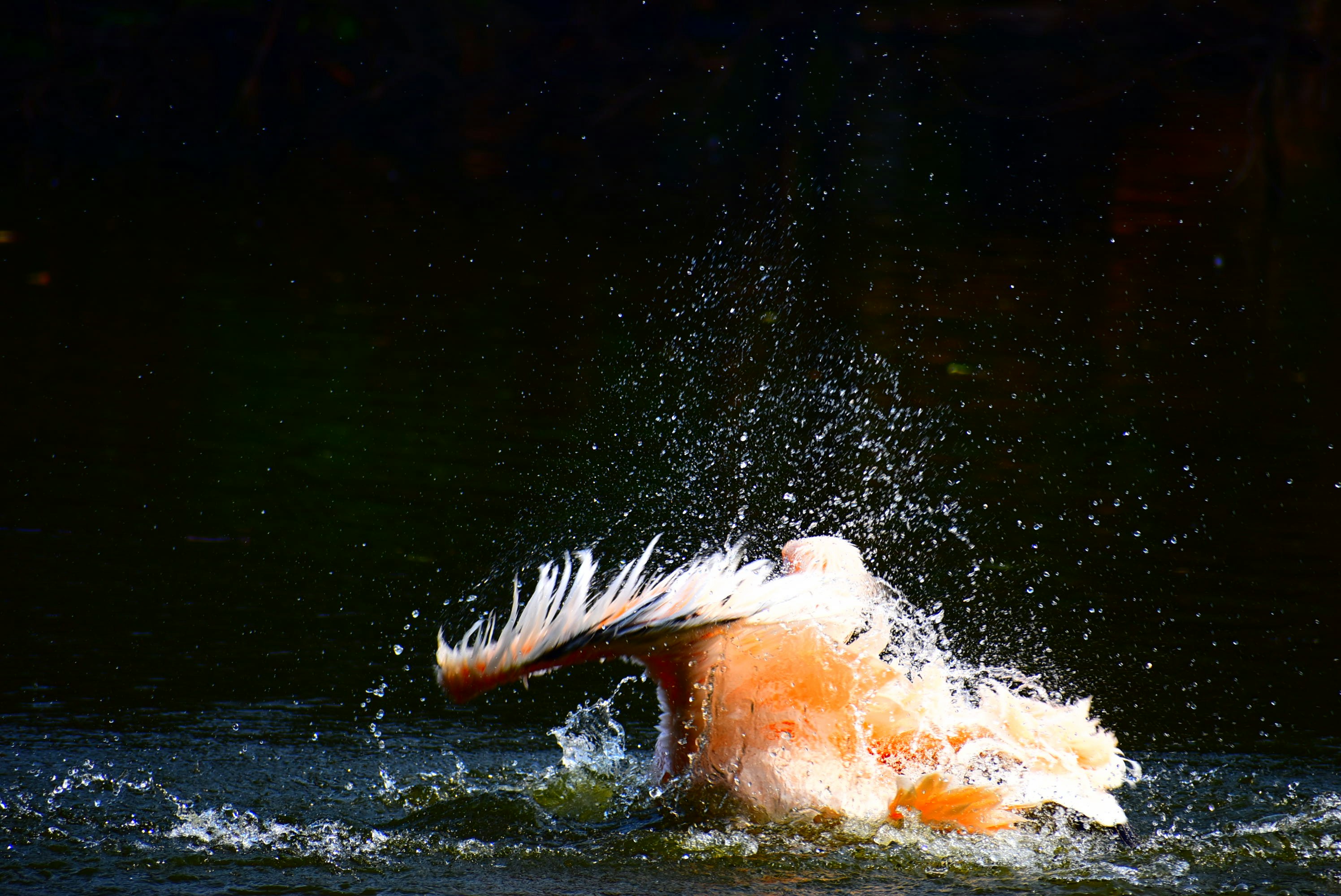 A large bird splashing in the water photo – Free New delhi Image on ...