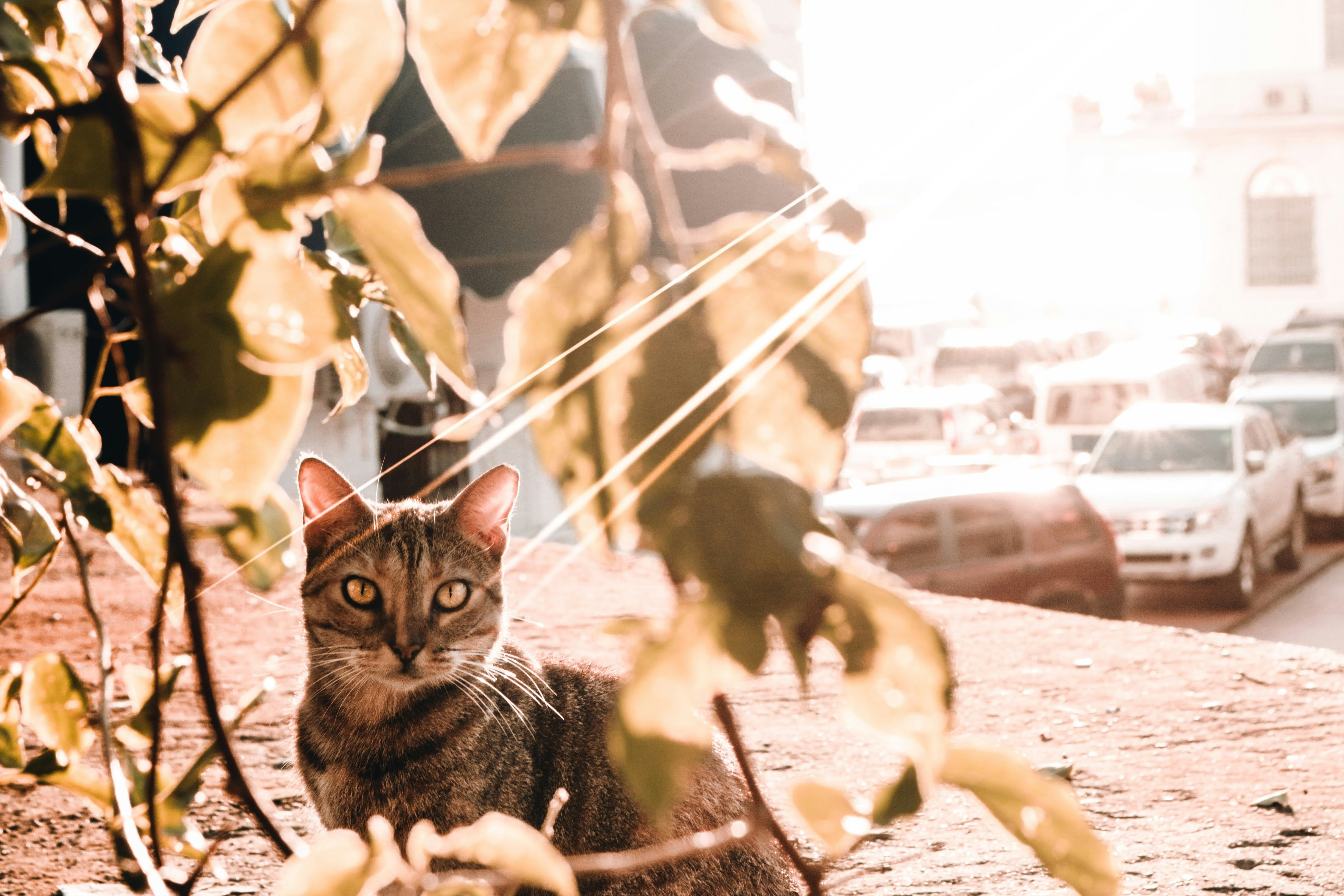 a cat sitting on the ground next to a tree