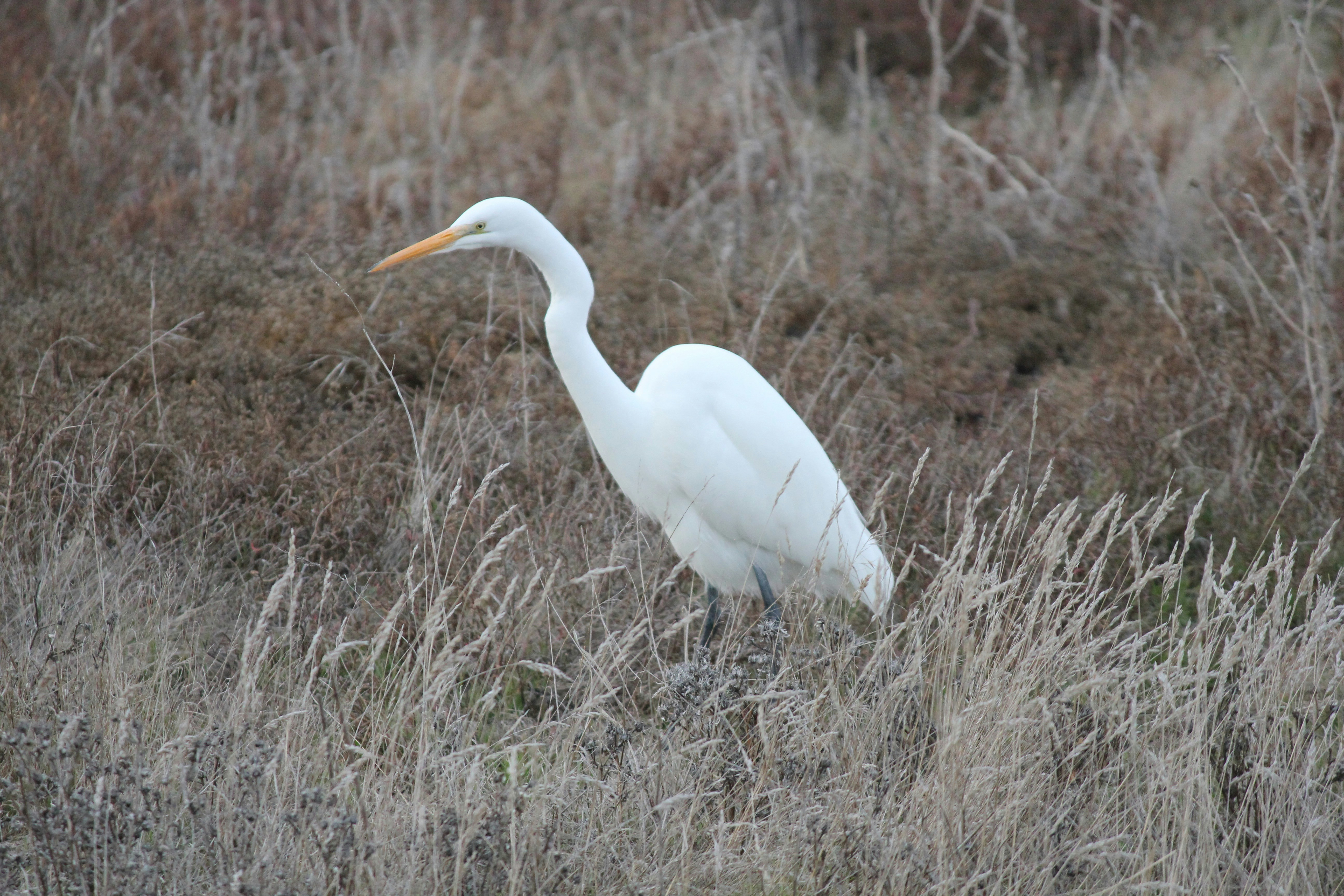 Elegance in the Marsh