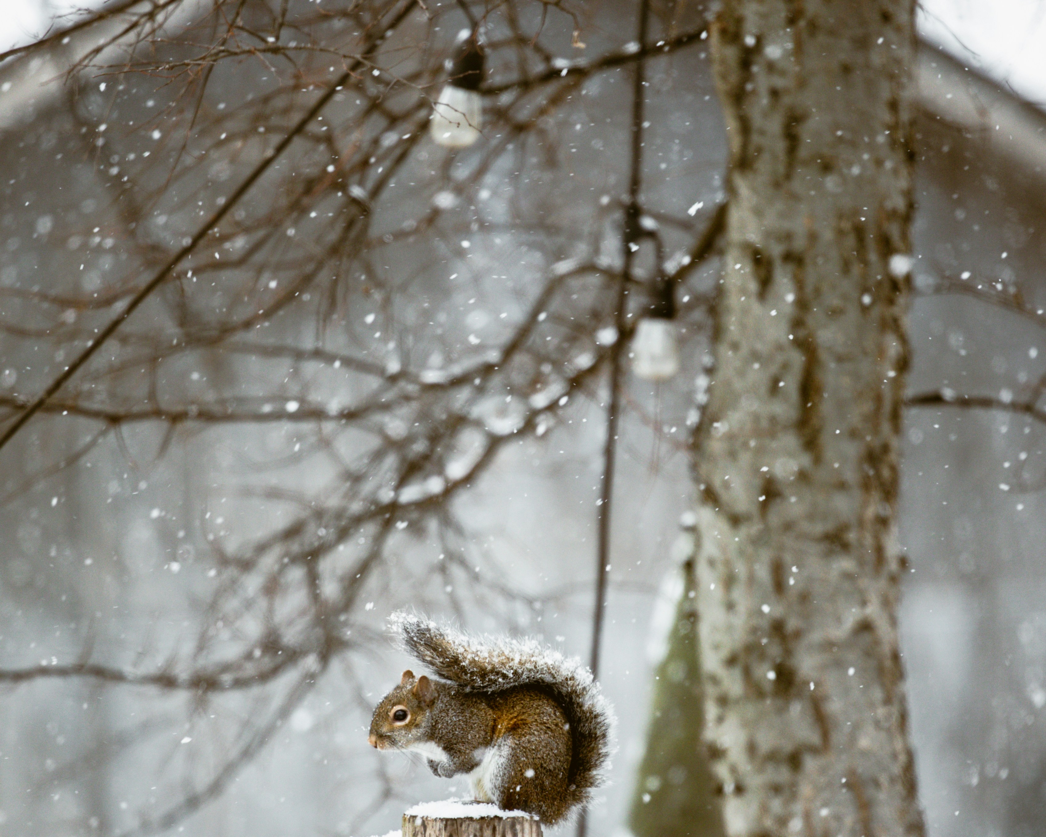 Whiskers in Winter: A Squirrel's Solitude