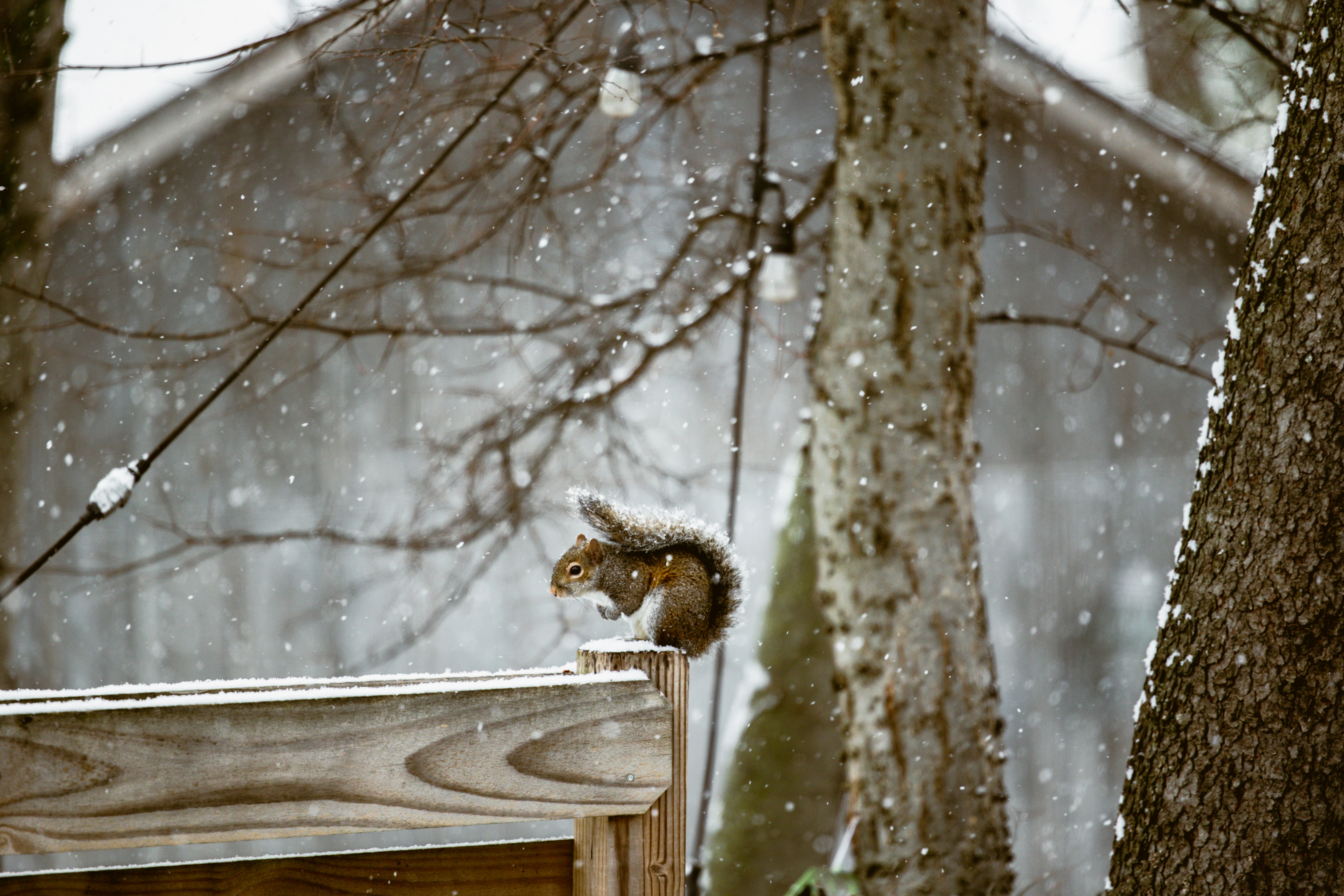 Squirrel on a Snow-Dusted Railing: A Quiet Winter Vignette