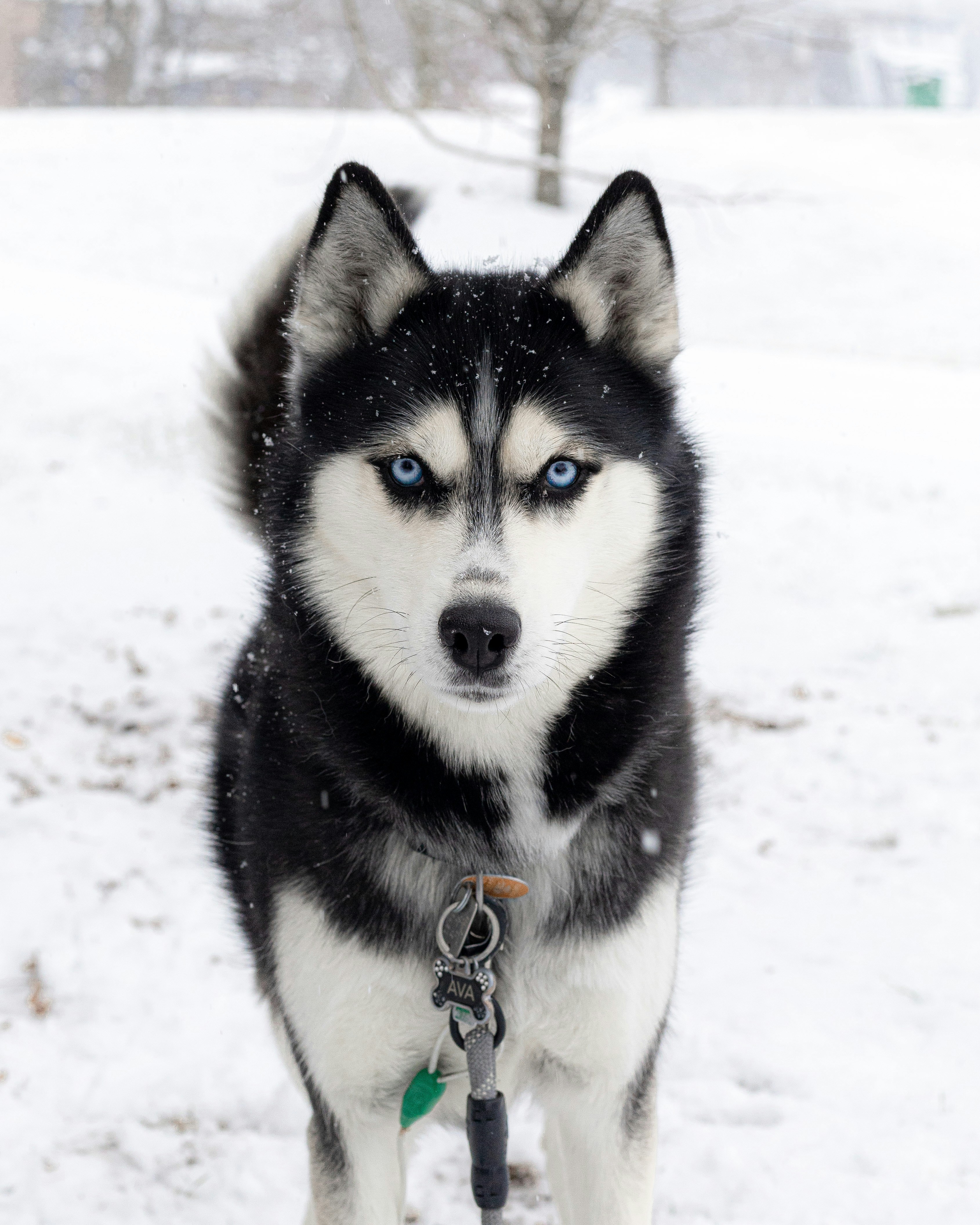 A husky dog with blue eyes standing in the snow photo – Free Dog Image ...