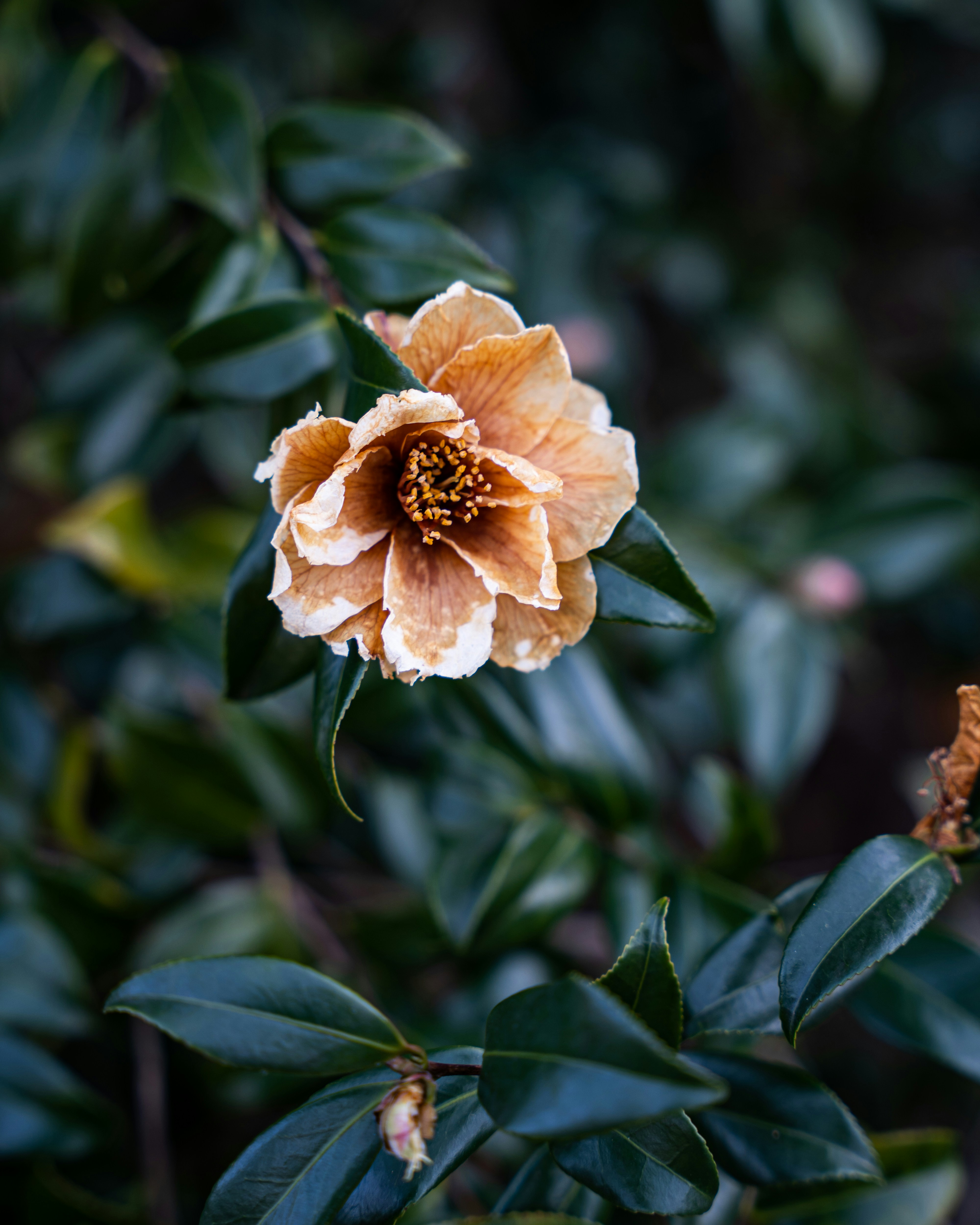 Apricot Bloom in Soft Focus Green