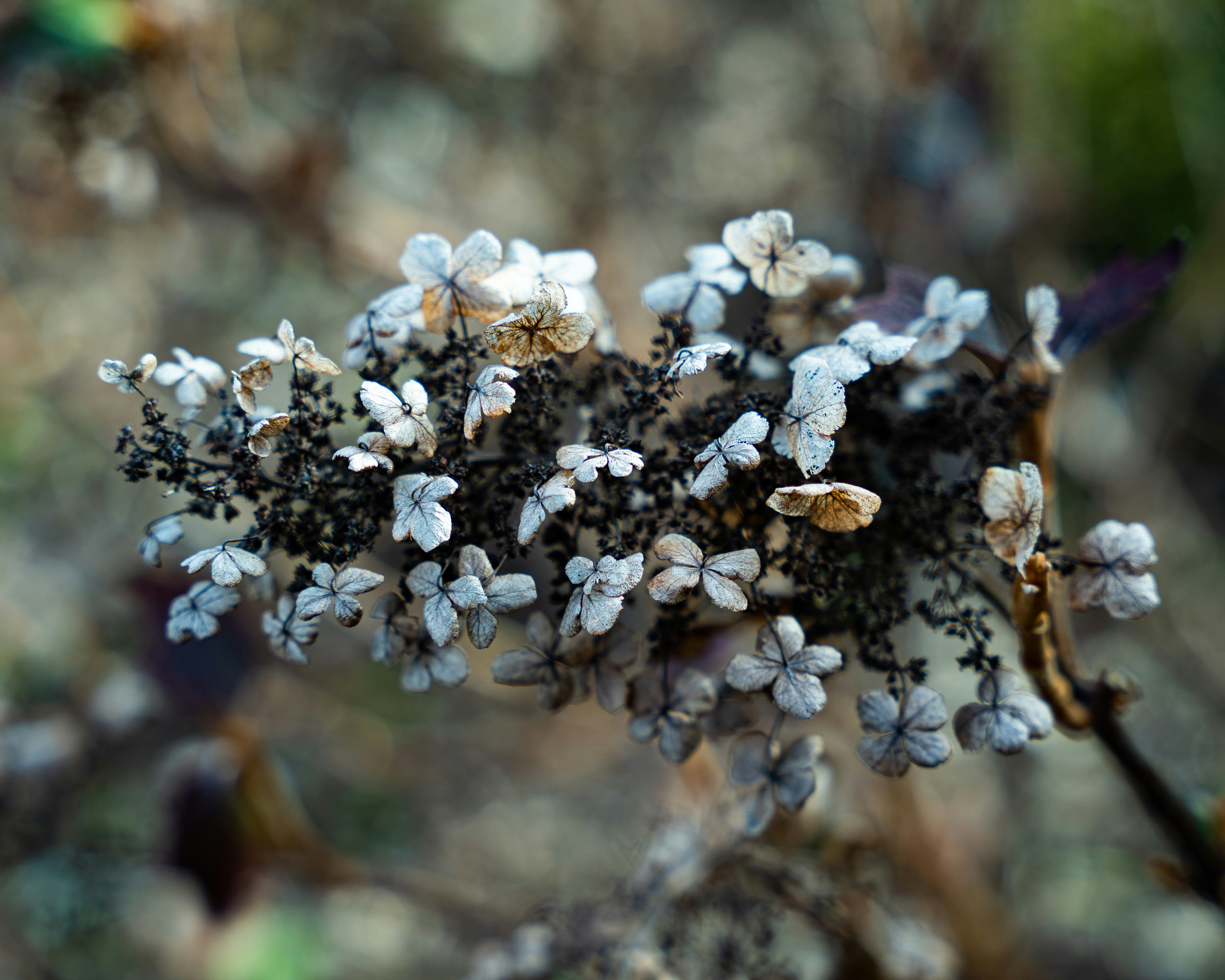 Photo by Elijah Mc Koy with Sony Alpha 7 III