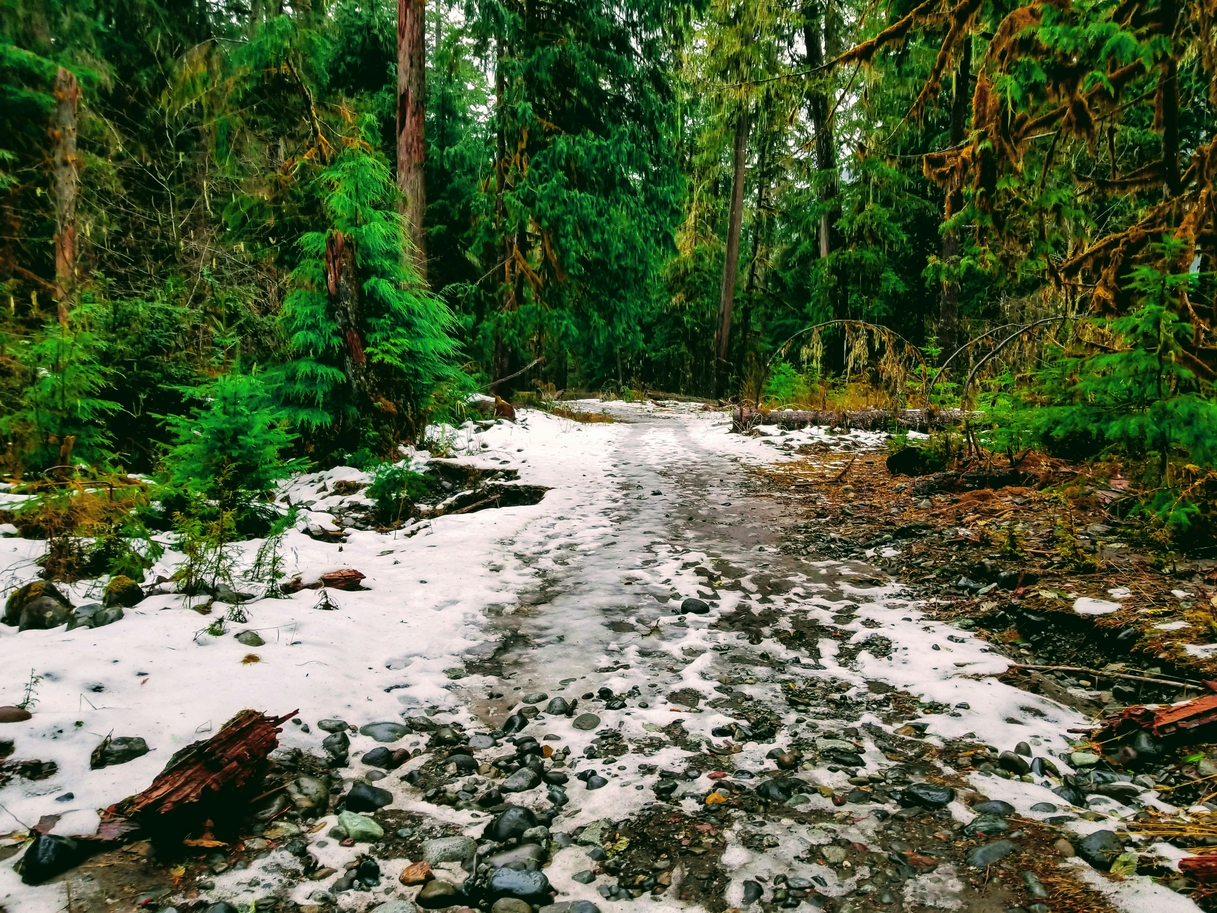 A snow covered path in the middle of a forest photo – Free Mount ...