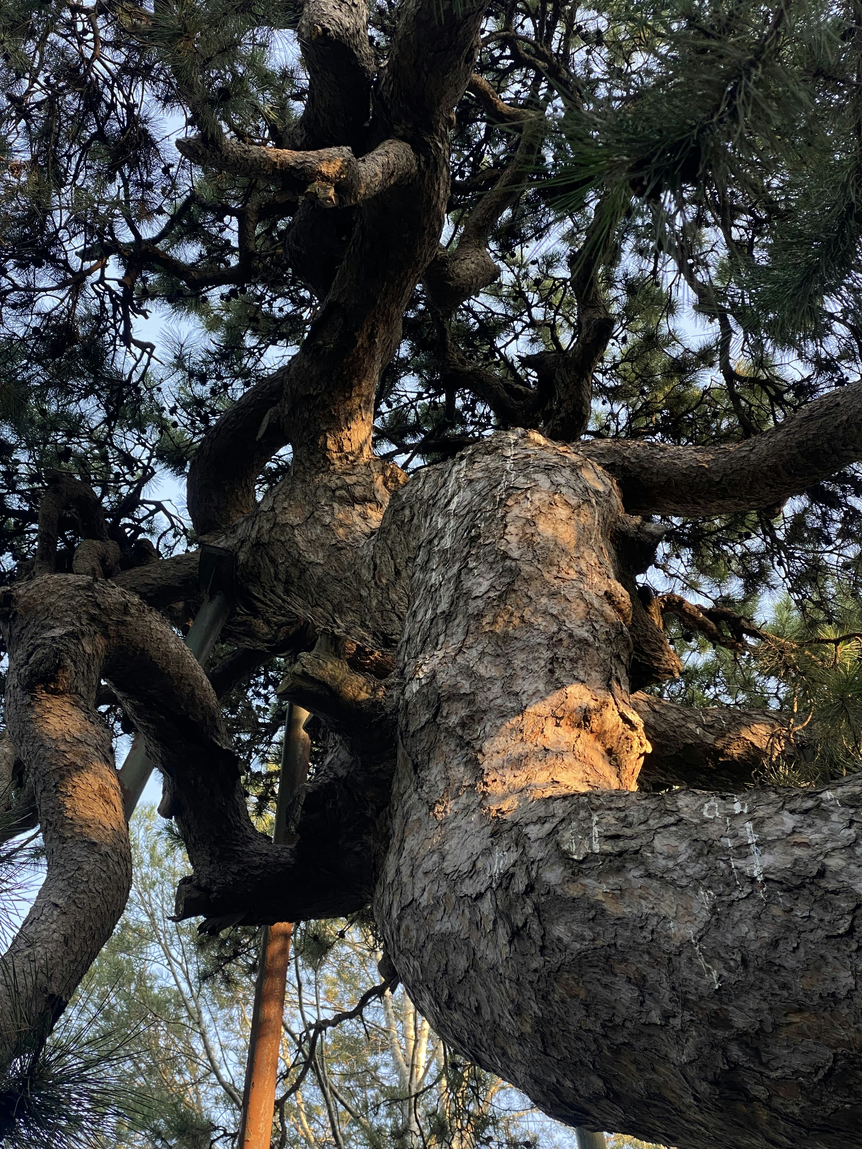 A very tall tree with lots of branches photo – Free Tree Image on Unsplash
