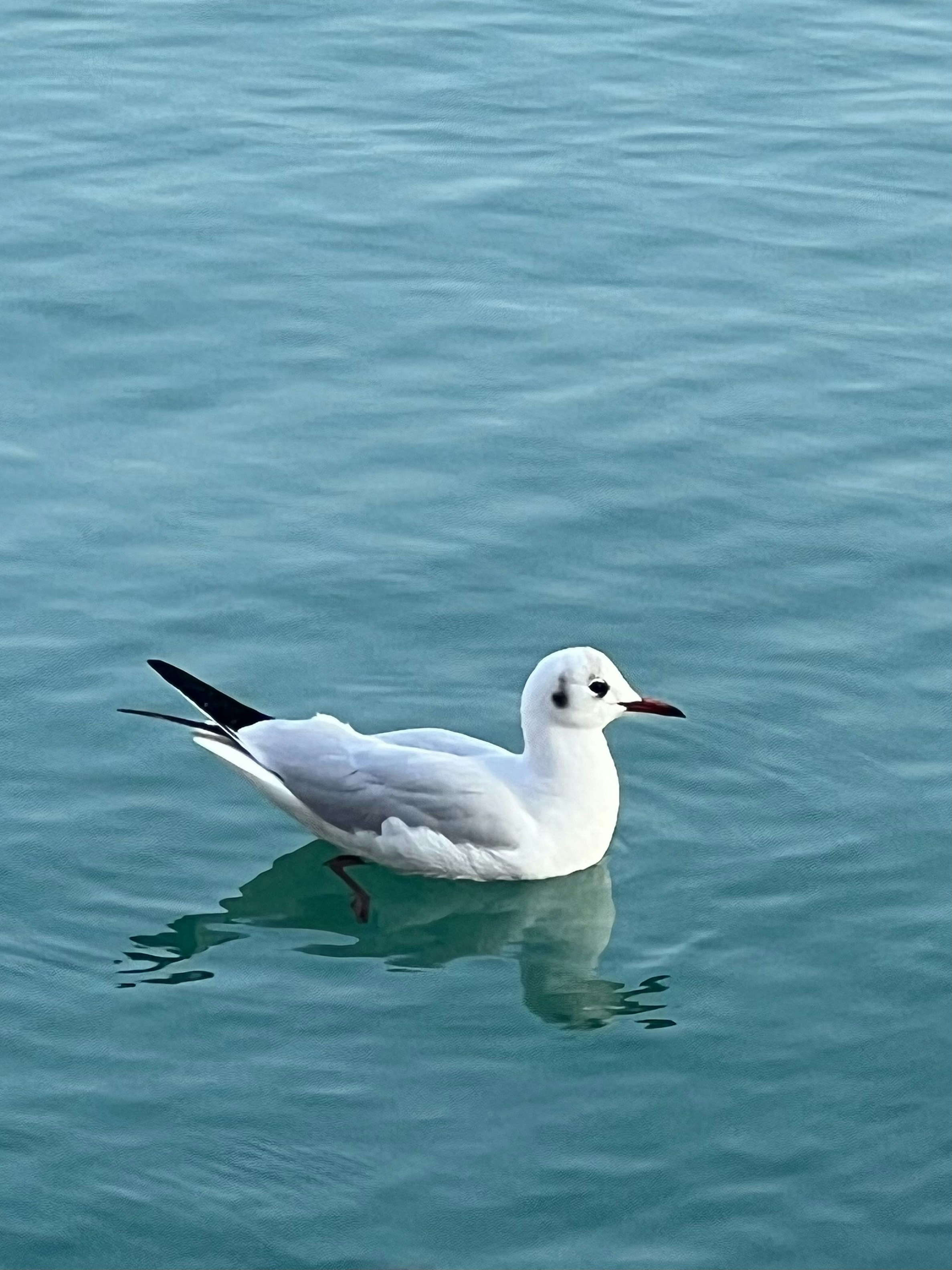 A seagull is swimming in a body of water photo – Free Australia Image ...