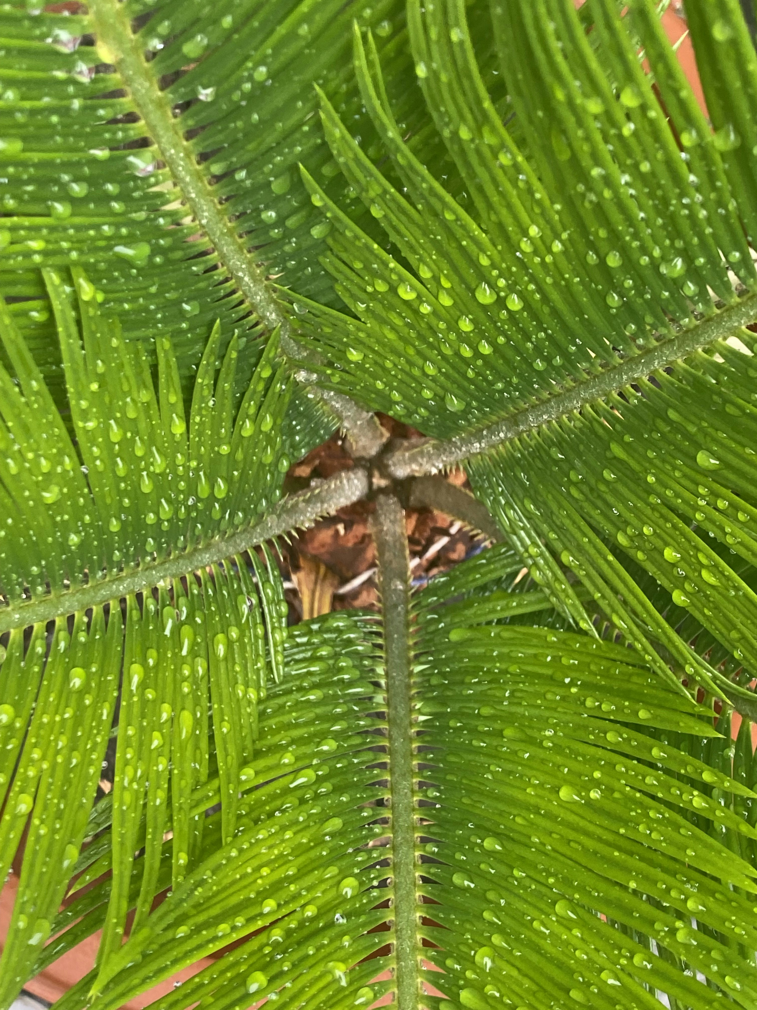 a close up of a green leaf with water drops