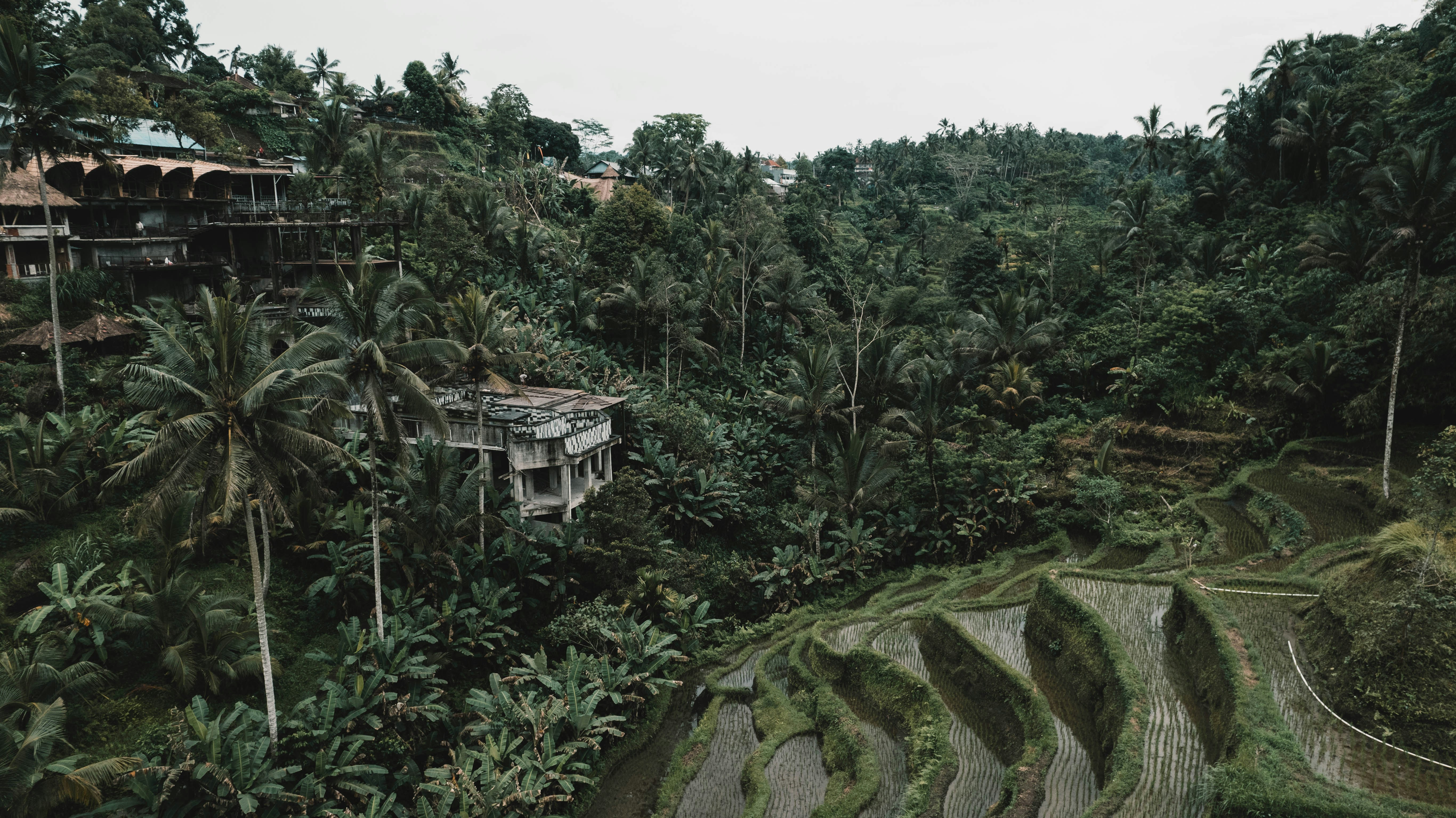 Green Staircase: Terraced Fields Winding Through a Tropical Ridge
